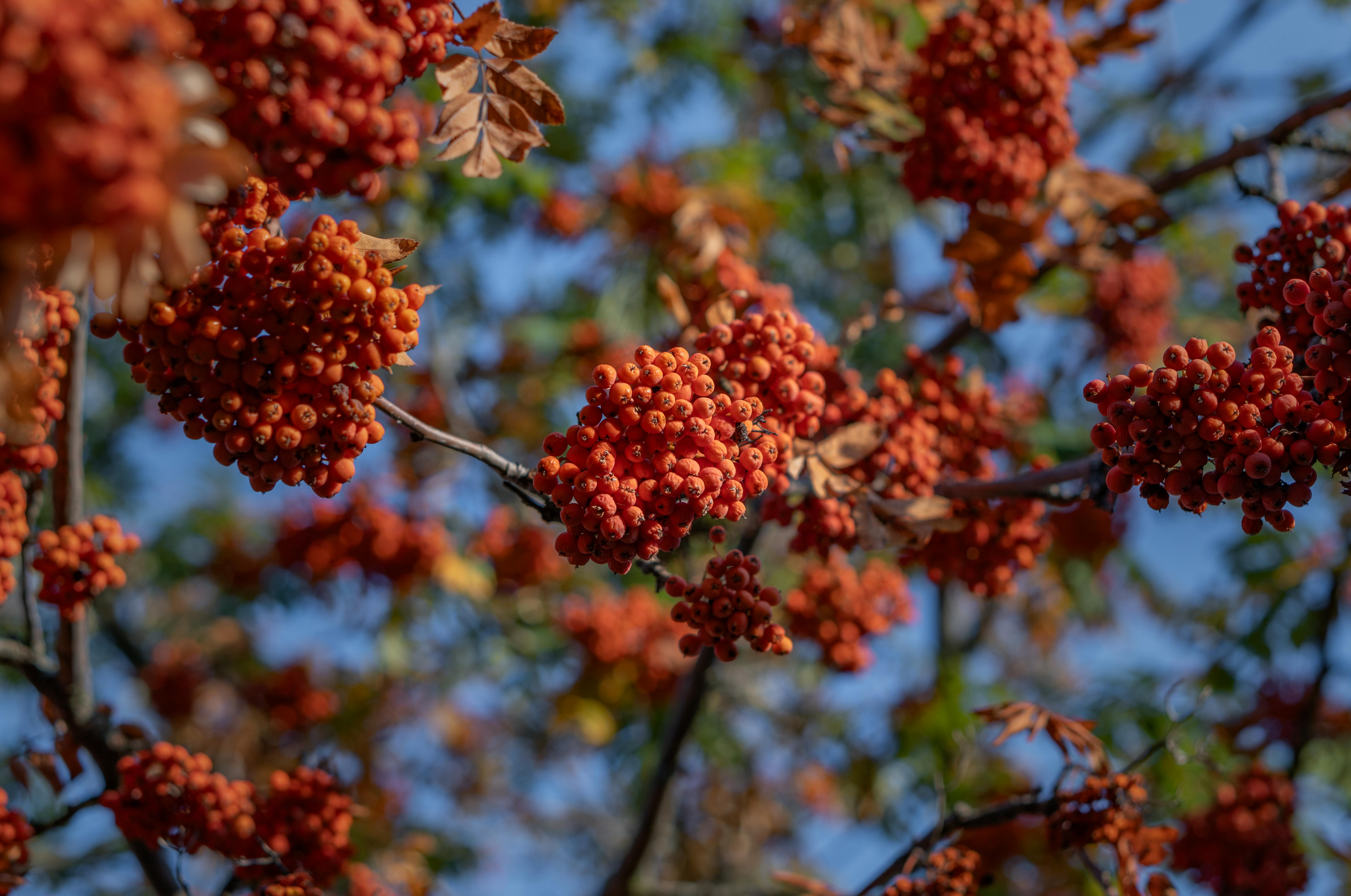 Rowna Sne Photos, Download The BEST Free Rowna Sne Stock Photos & HD Images