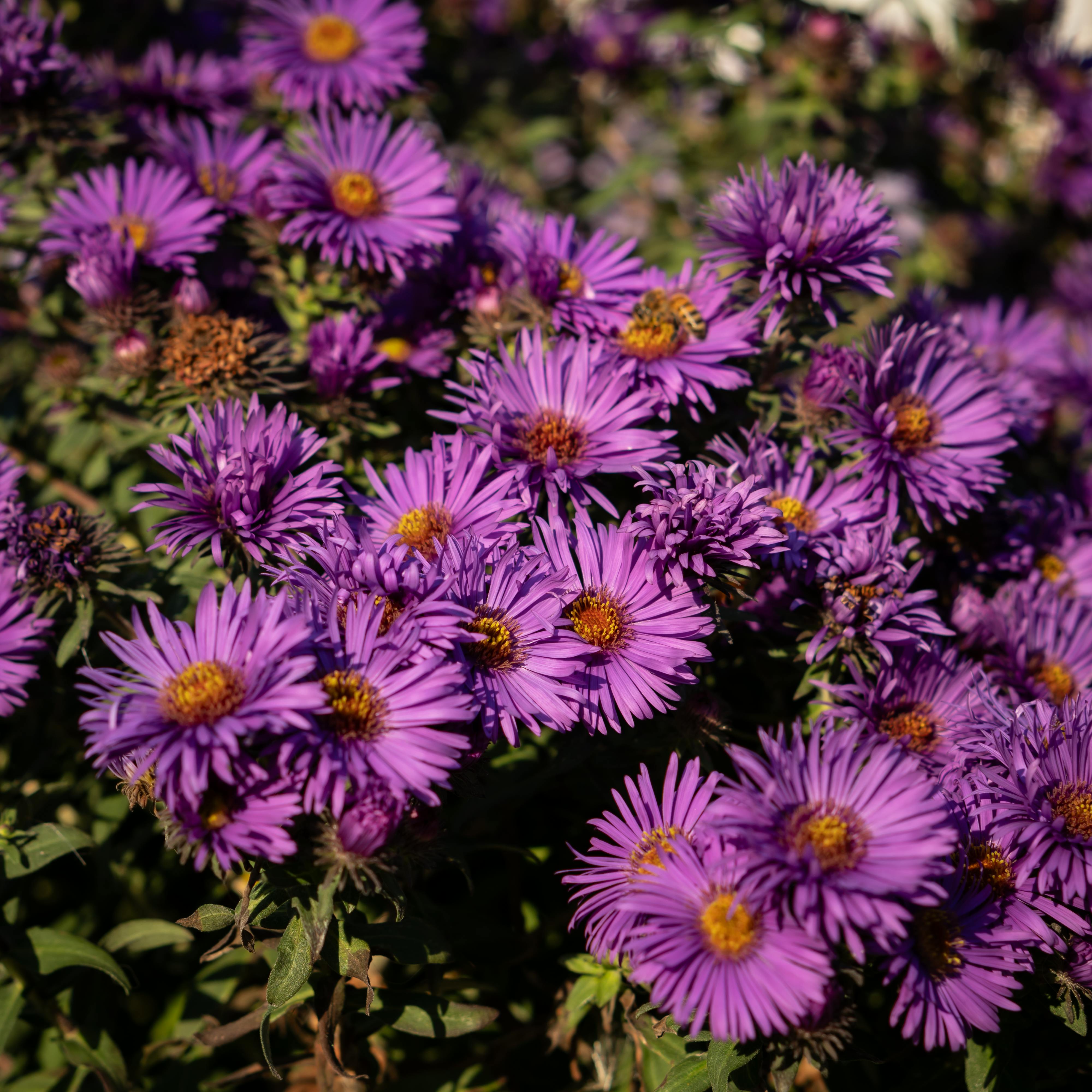 Purple Asters in a Garden · Free Stock Photo