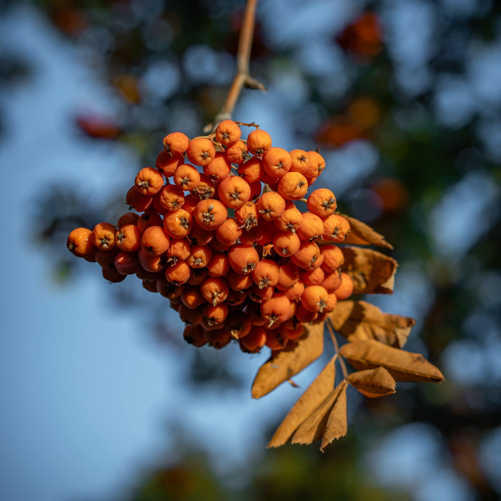 Rowan Tree Photos, Download The BEST Free Rowan Tree Stock Photos & HD ...