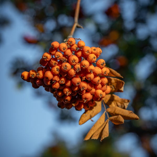 Rowan Tree Photos, Download The BEST Free Rowan Tree Stock Photos & HD ...