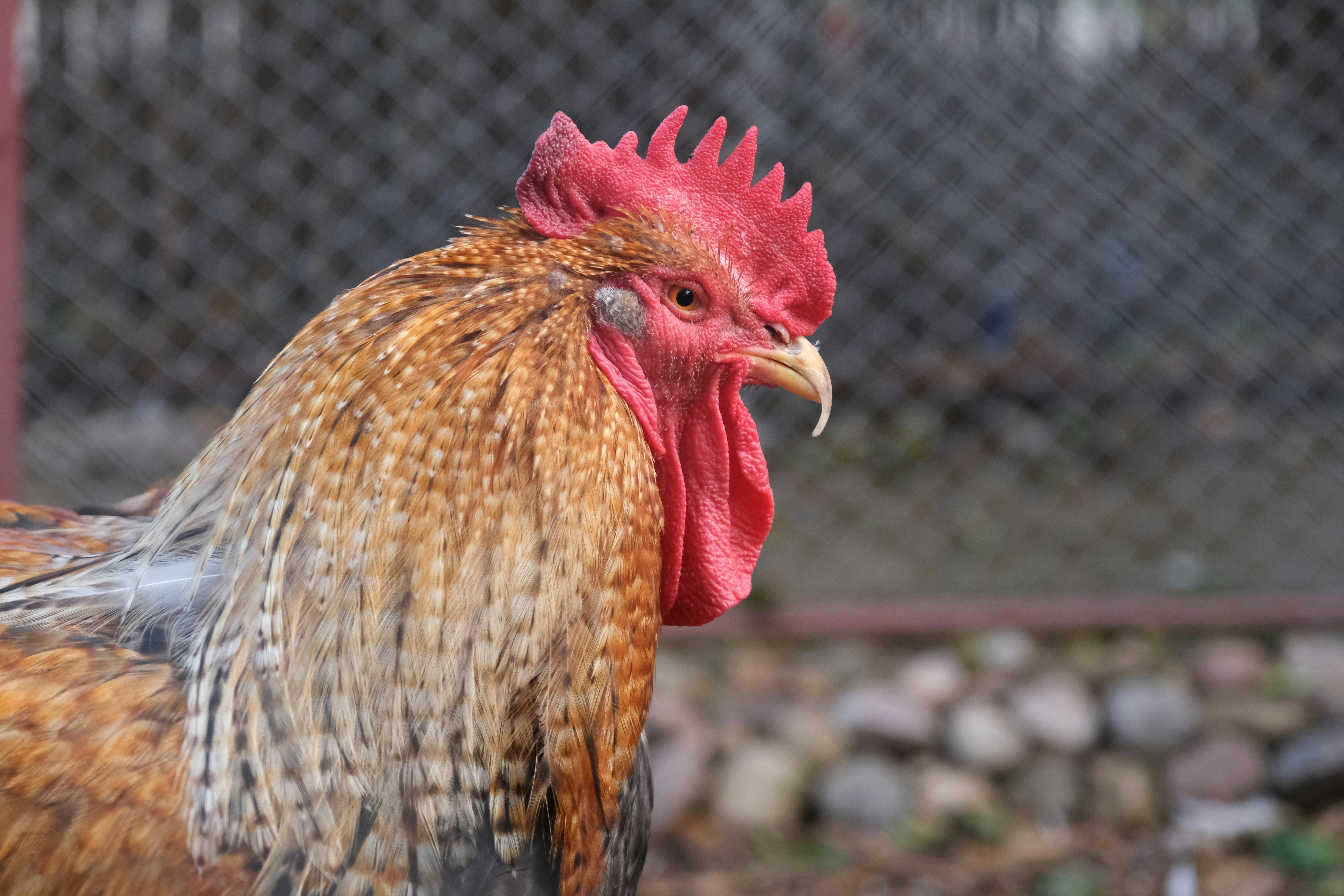 Closeup of a Rooster Head · Free Stock Photo