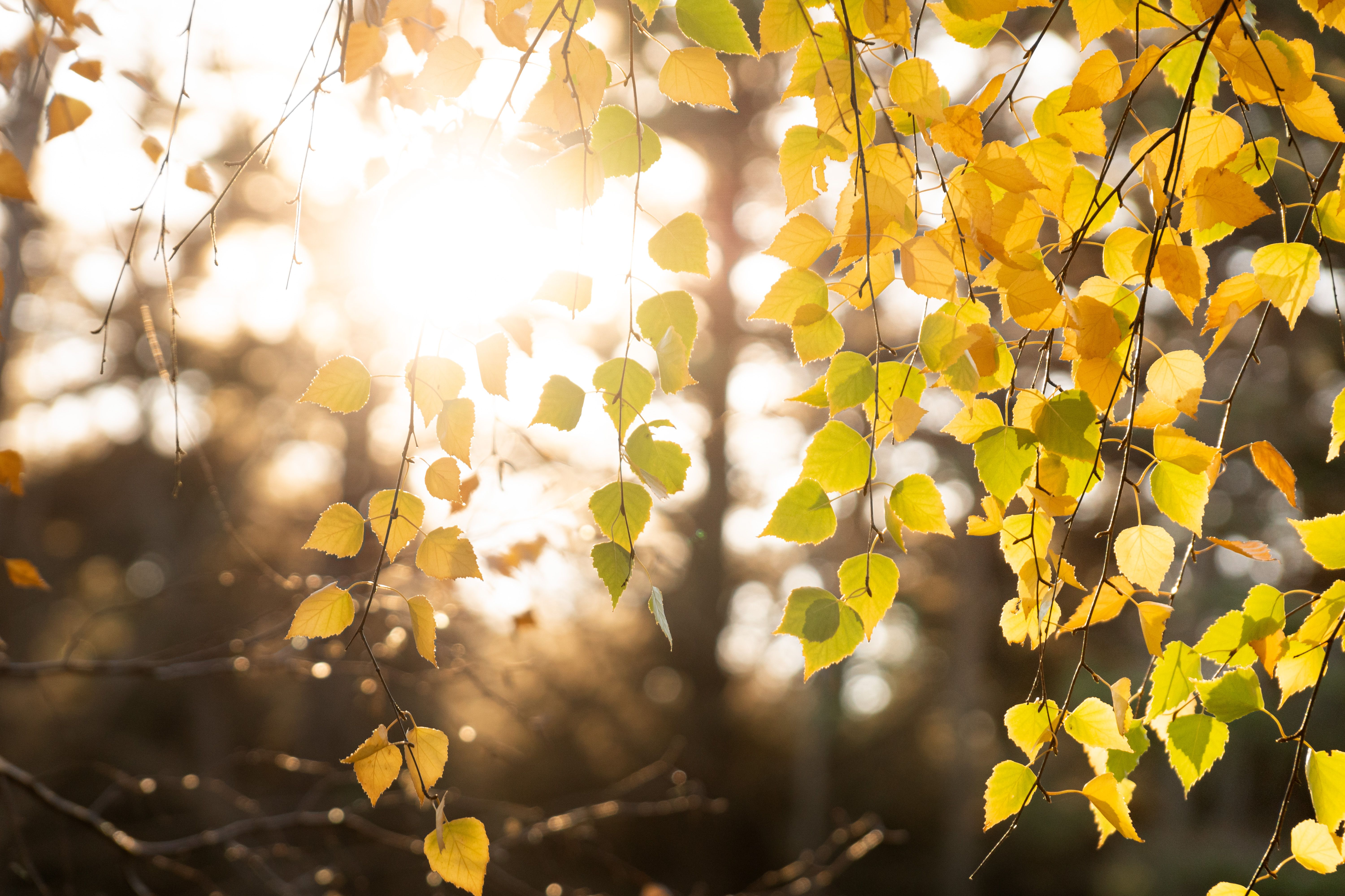 Golden Leaves on a Tree in Sunlight · Free Stock Photo