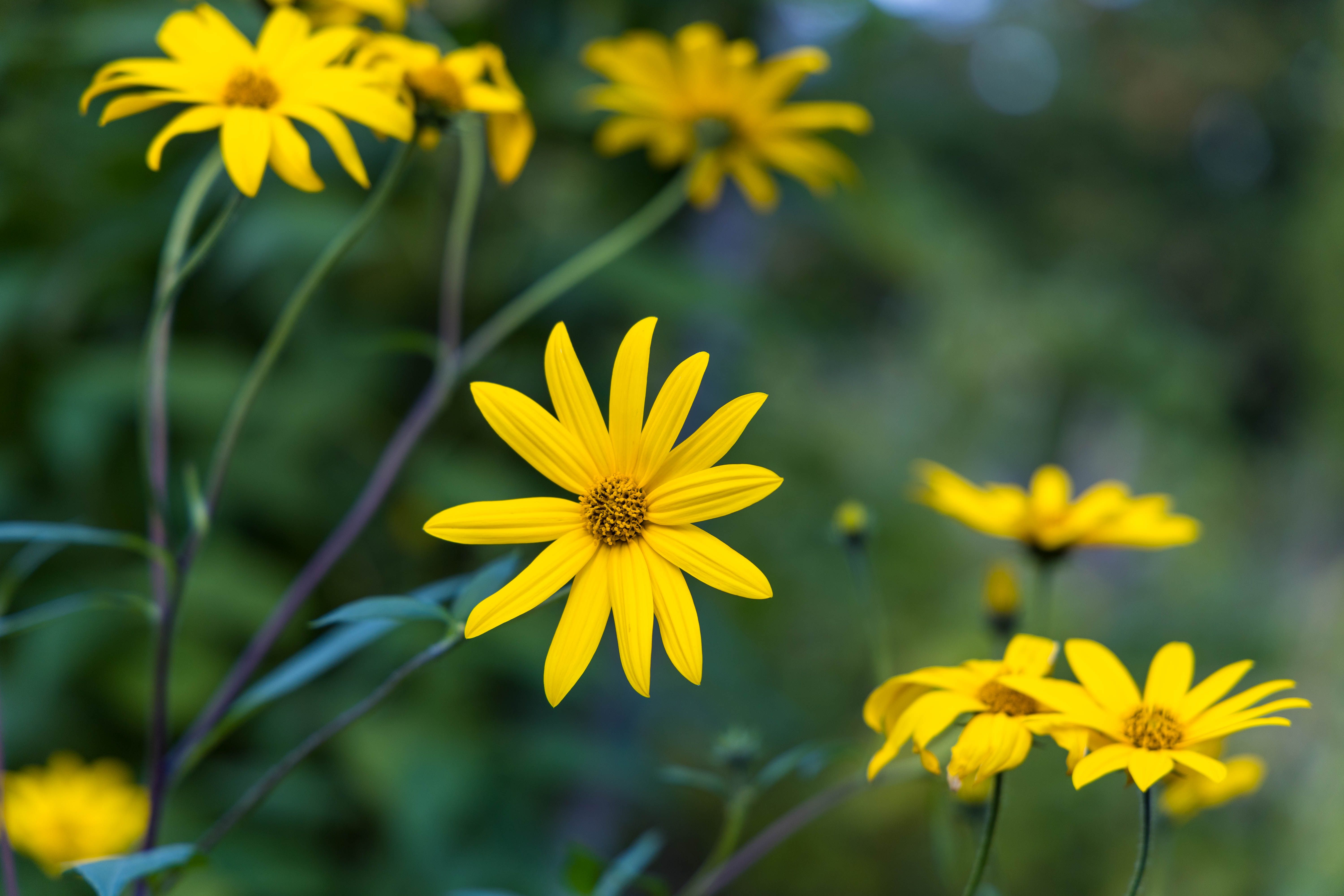 Blooming Wild Sunflowers · Free Stock Photo