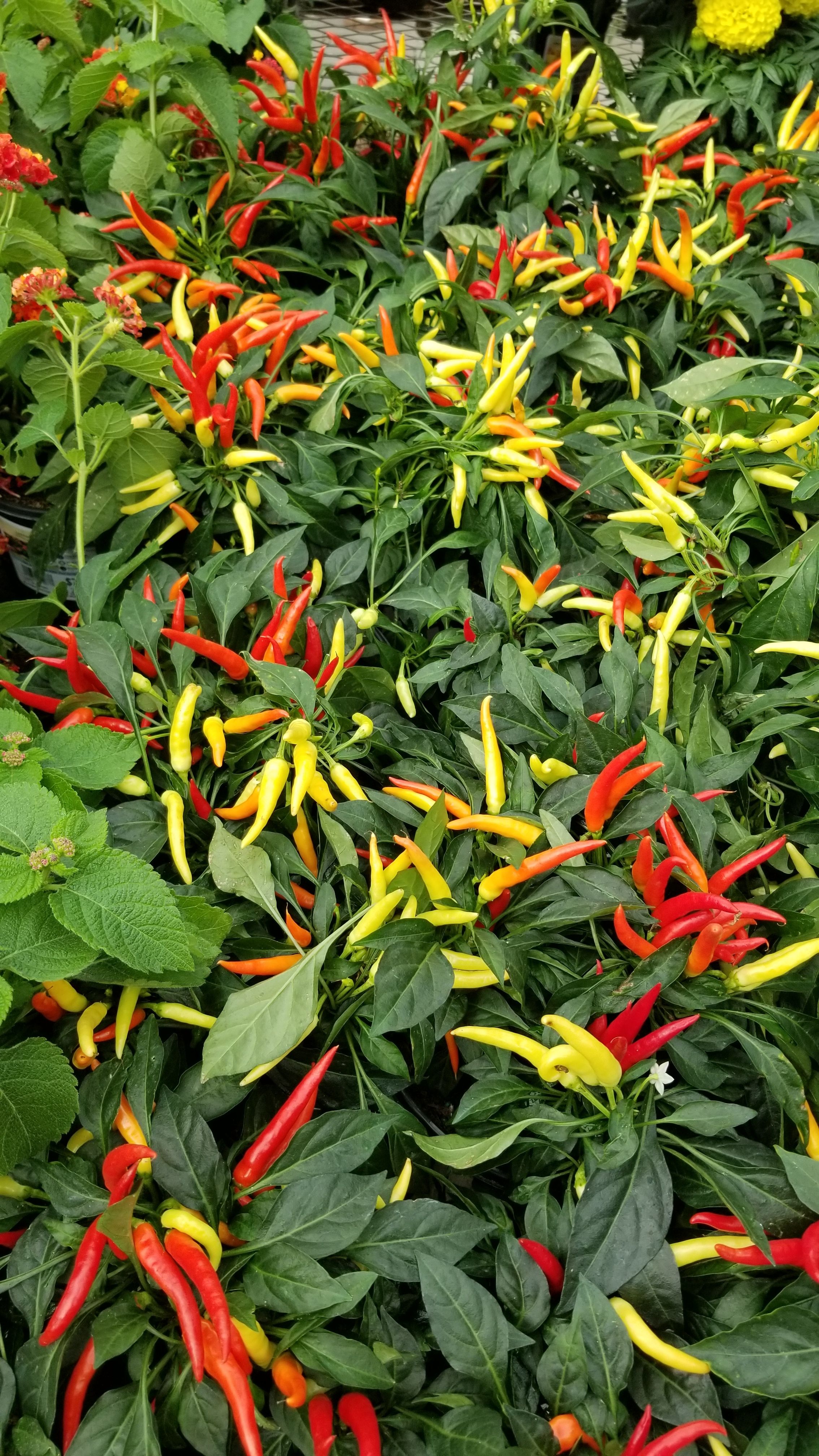 Planting Chili Photos, Download The BEST Free Planting Chili Stock ...
