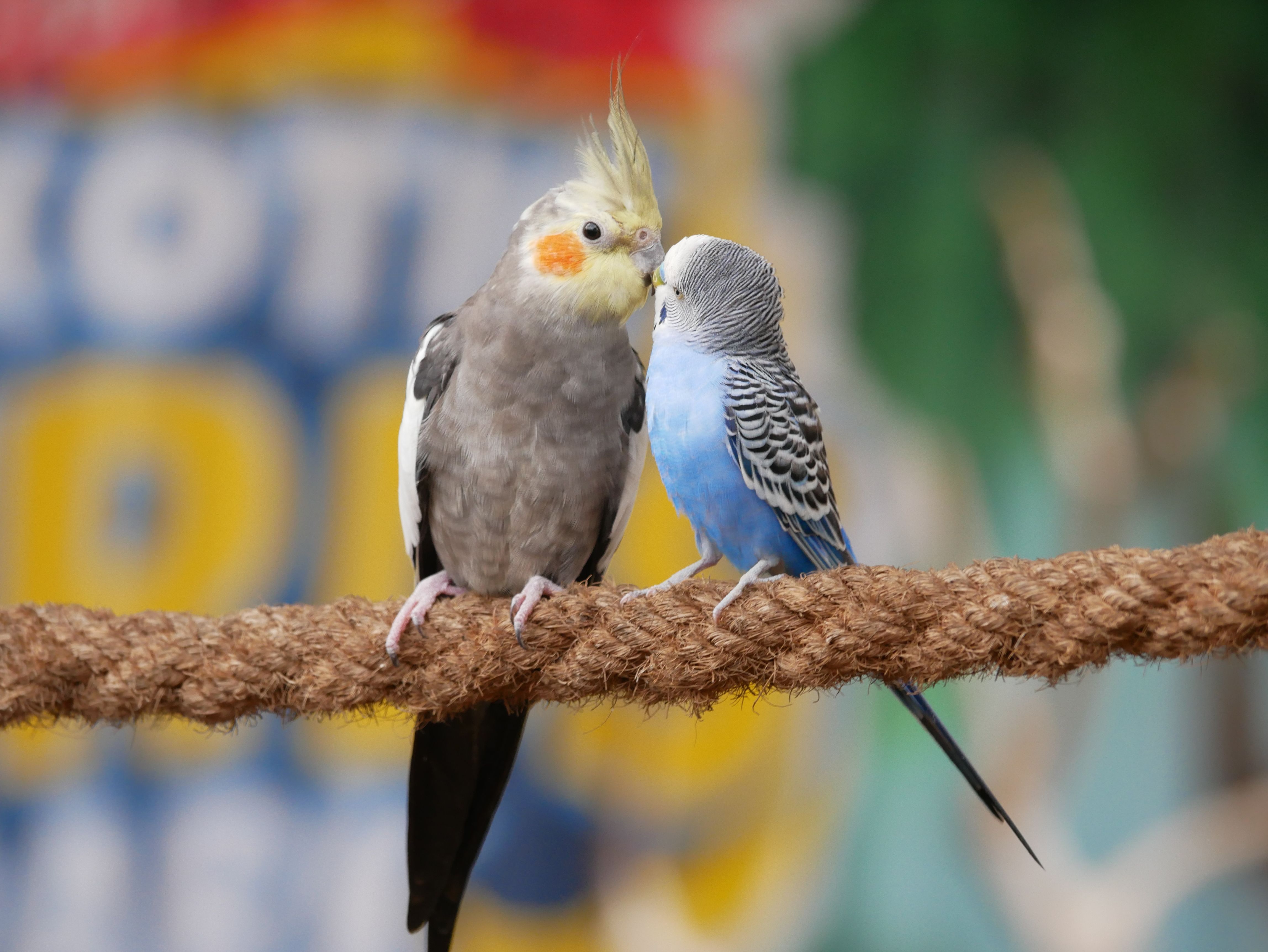 Budgie Parakeets Photos, Download The BEST Free Budgie Parakeets Stock ...