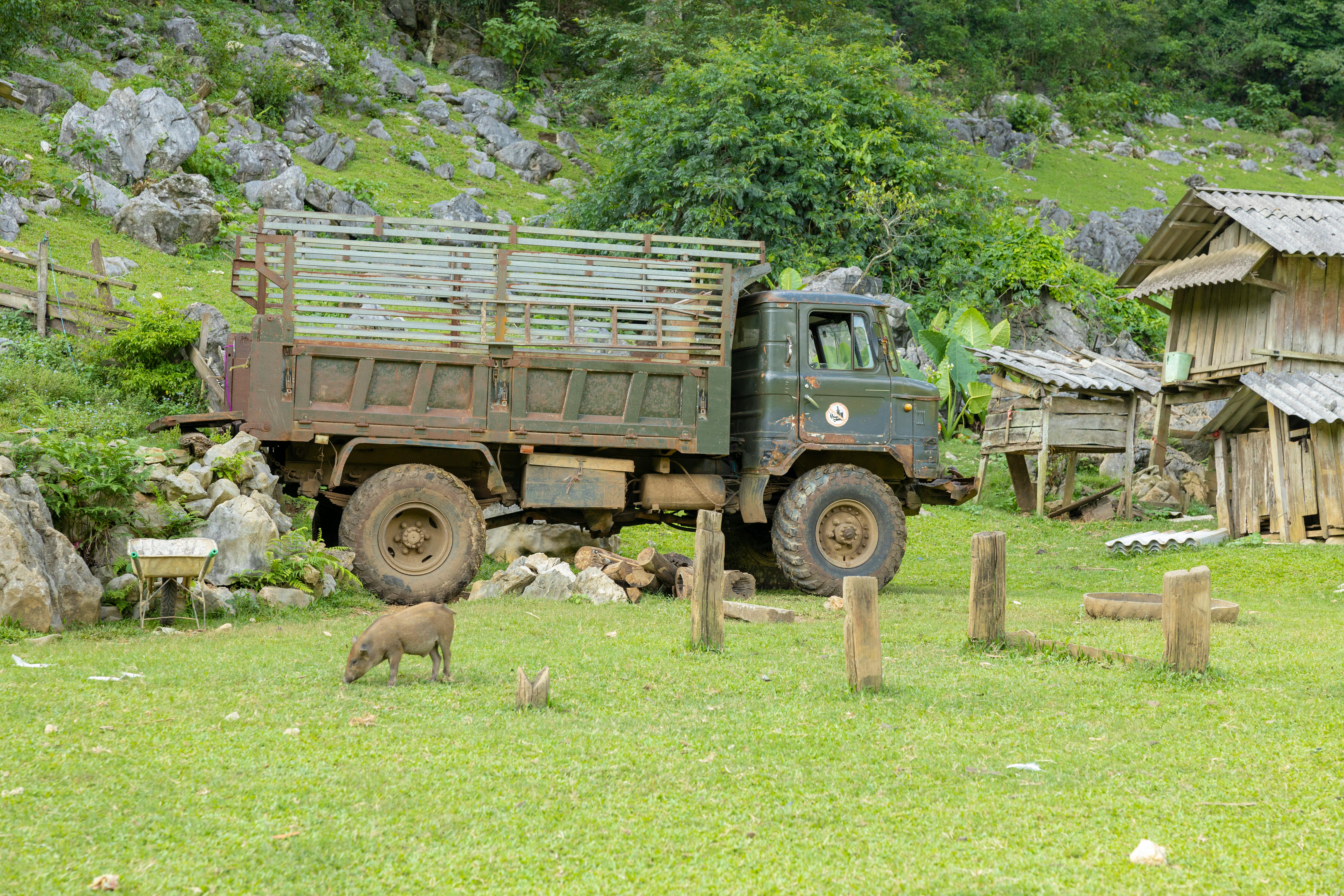 Foto de stock gratuita sobre agricultura, al aire libre, animal, bosque ...