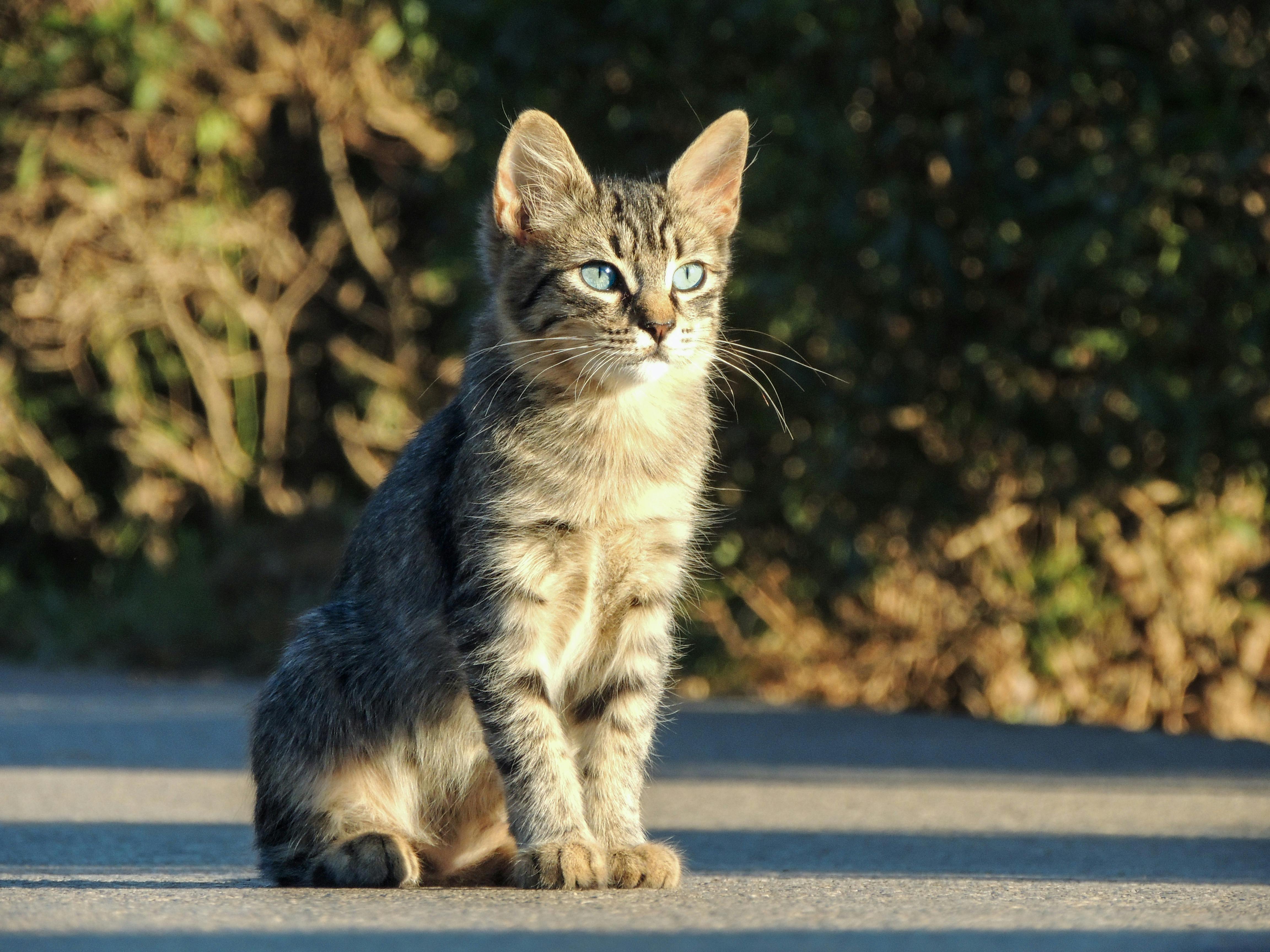 8k Wallpaper Cat Photos, Download The BEST Free 8k Wallpaper Cat Stock ...