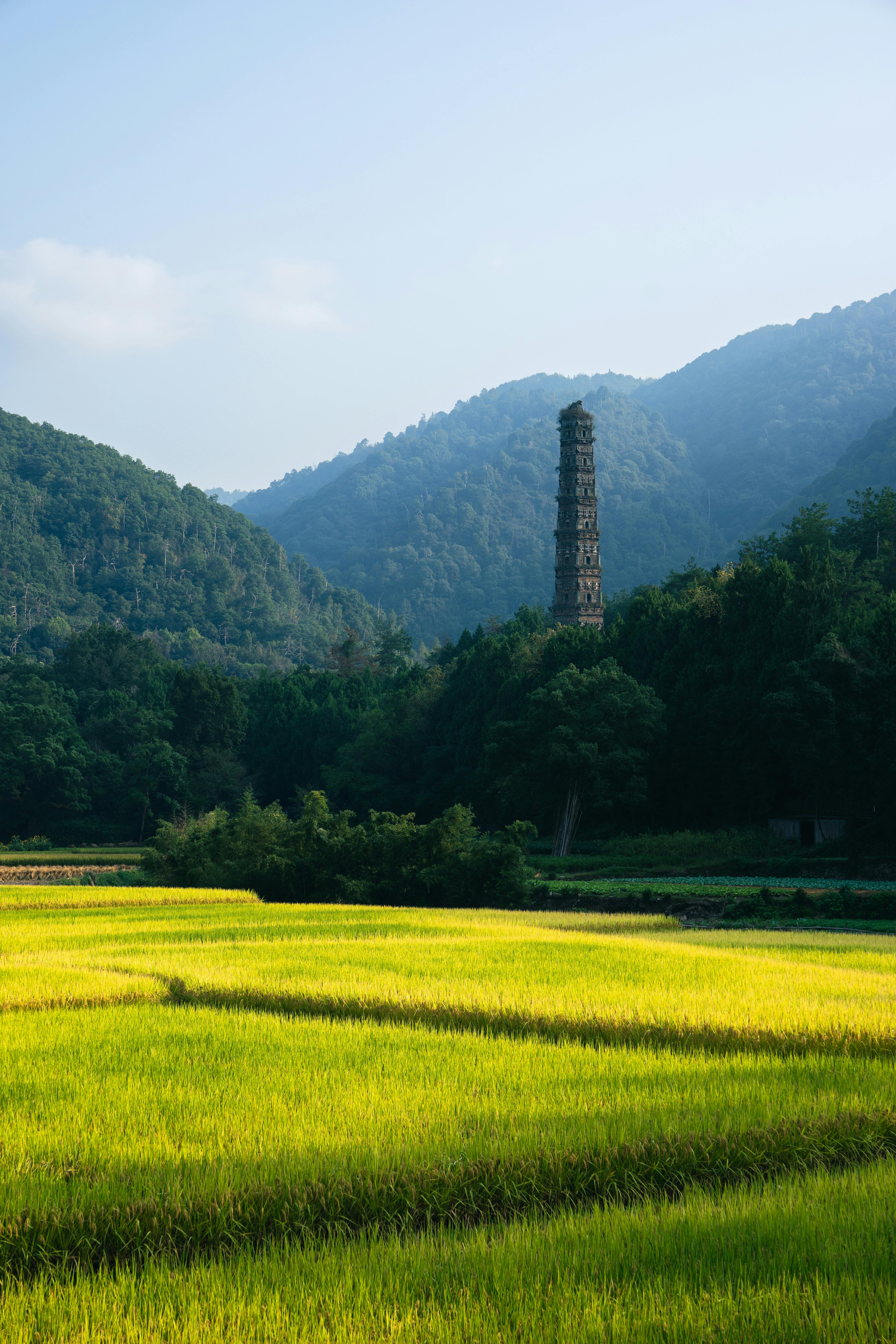 Wooden Tower in a Forest · Free Stock Photo
