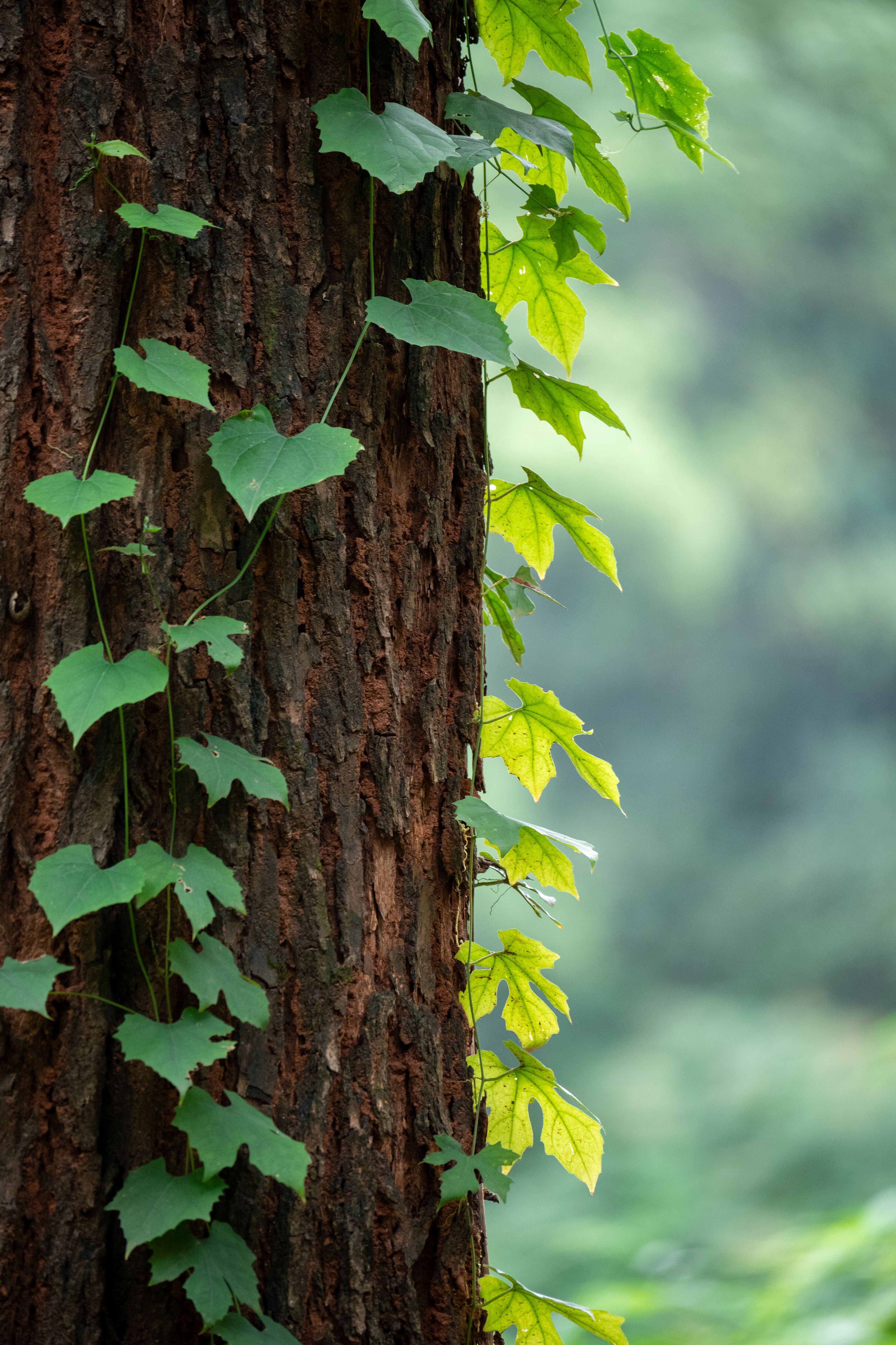 A vine growing on a tree trunk in the woods · Free Stock Photo