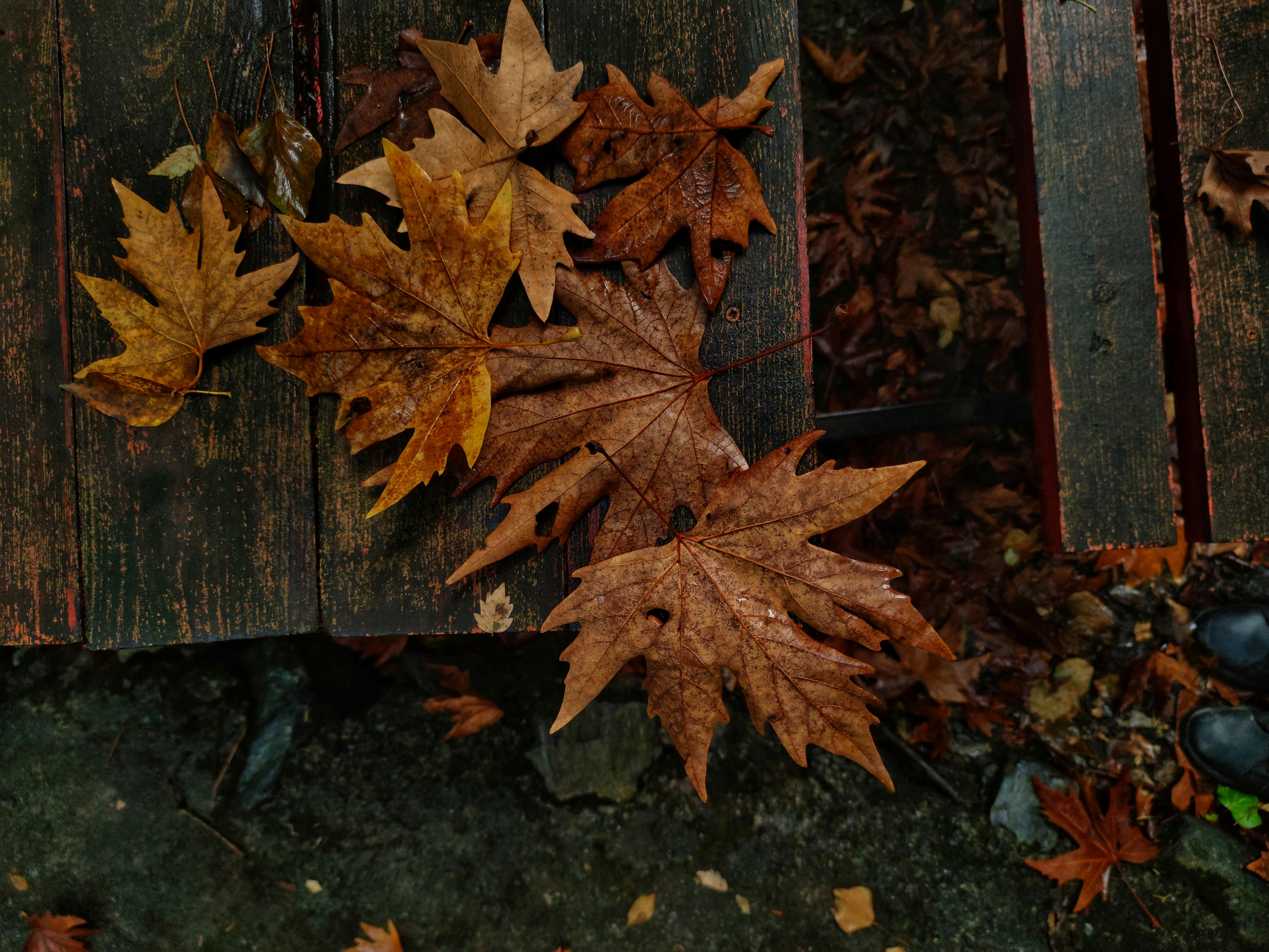 Realm Of Nature Photos, Download The BEST Free Realm Of Nature Stock ...