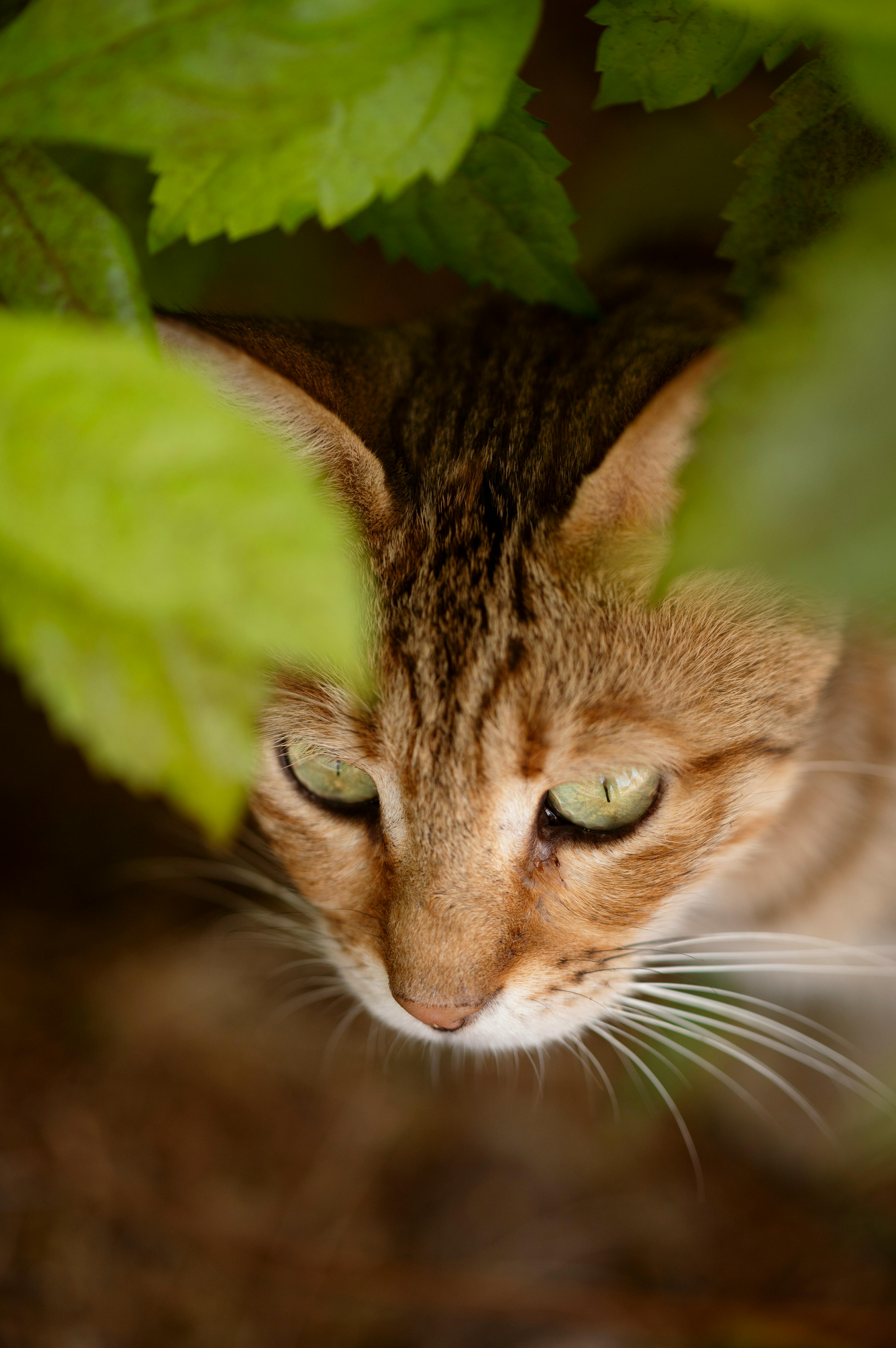 Kitten behind Christmas Tree Leaves · Free Stock Photo