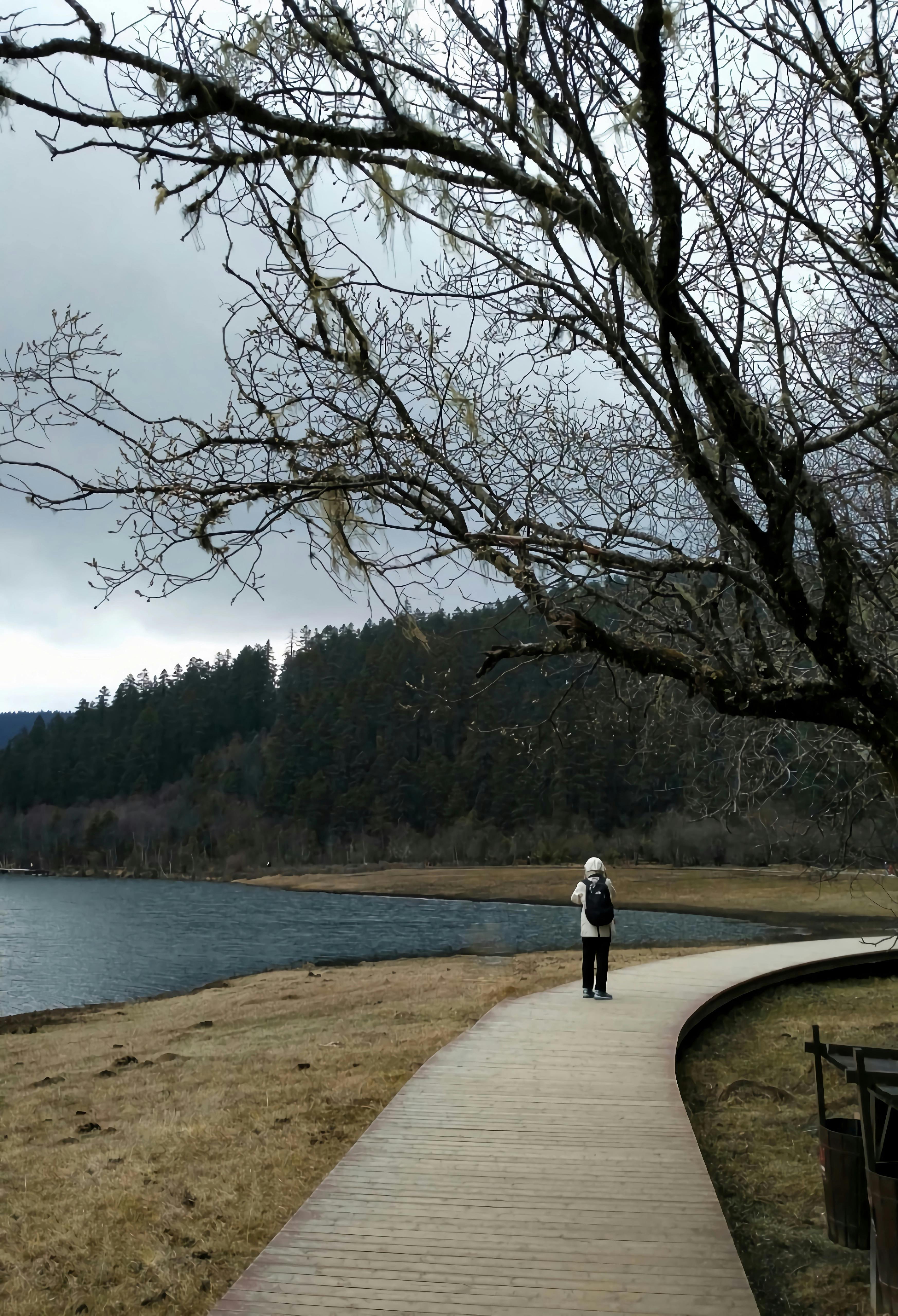 Man on a Wooden Path by the Lake · Free Stock Photo