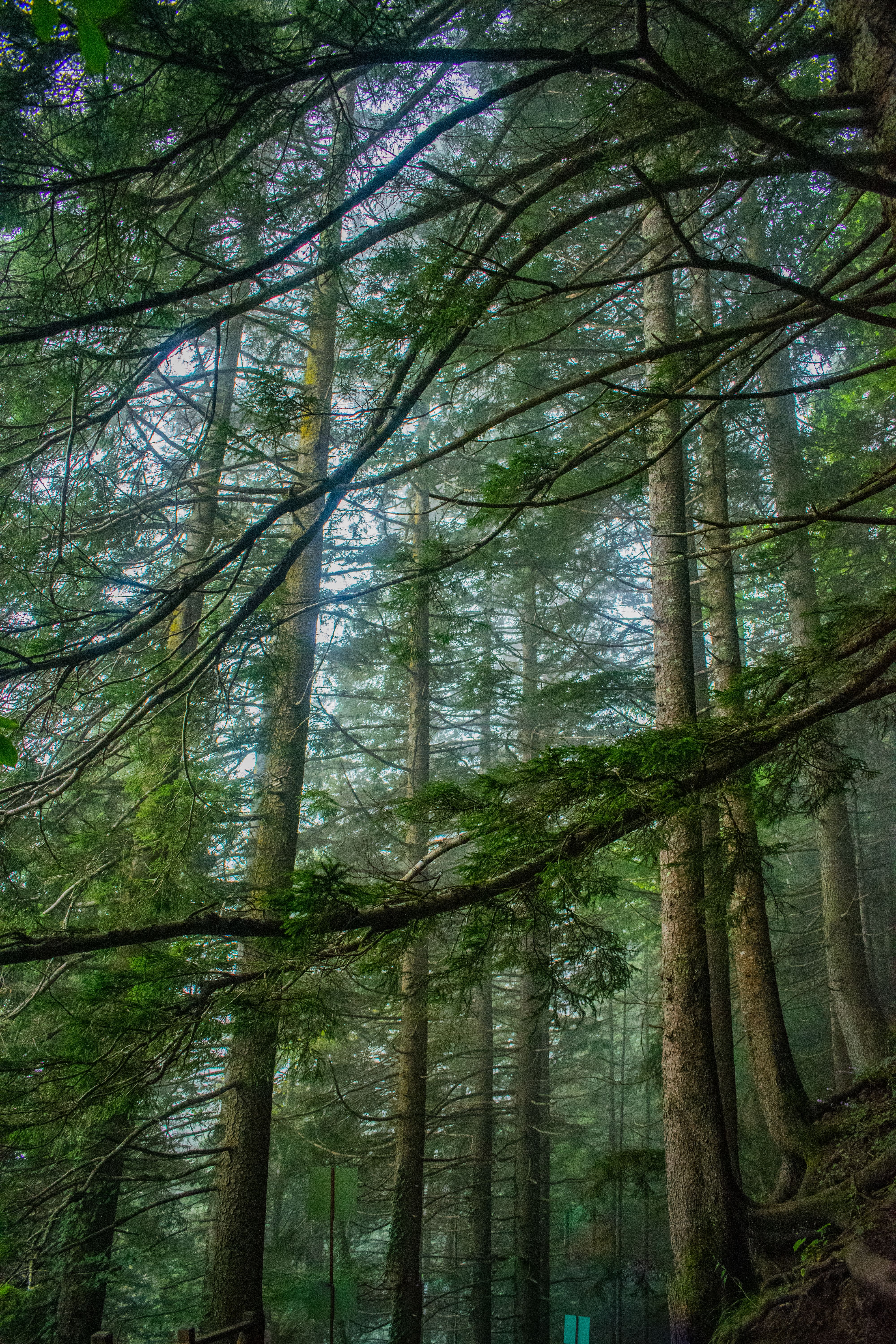 Dense Conifer Forest Growing on Slope · Free Stock Photo