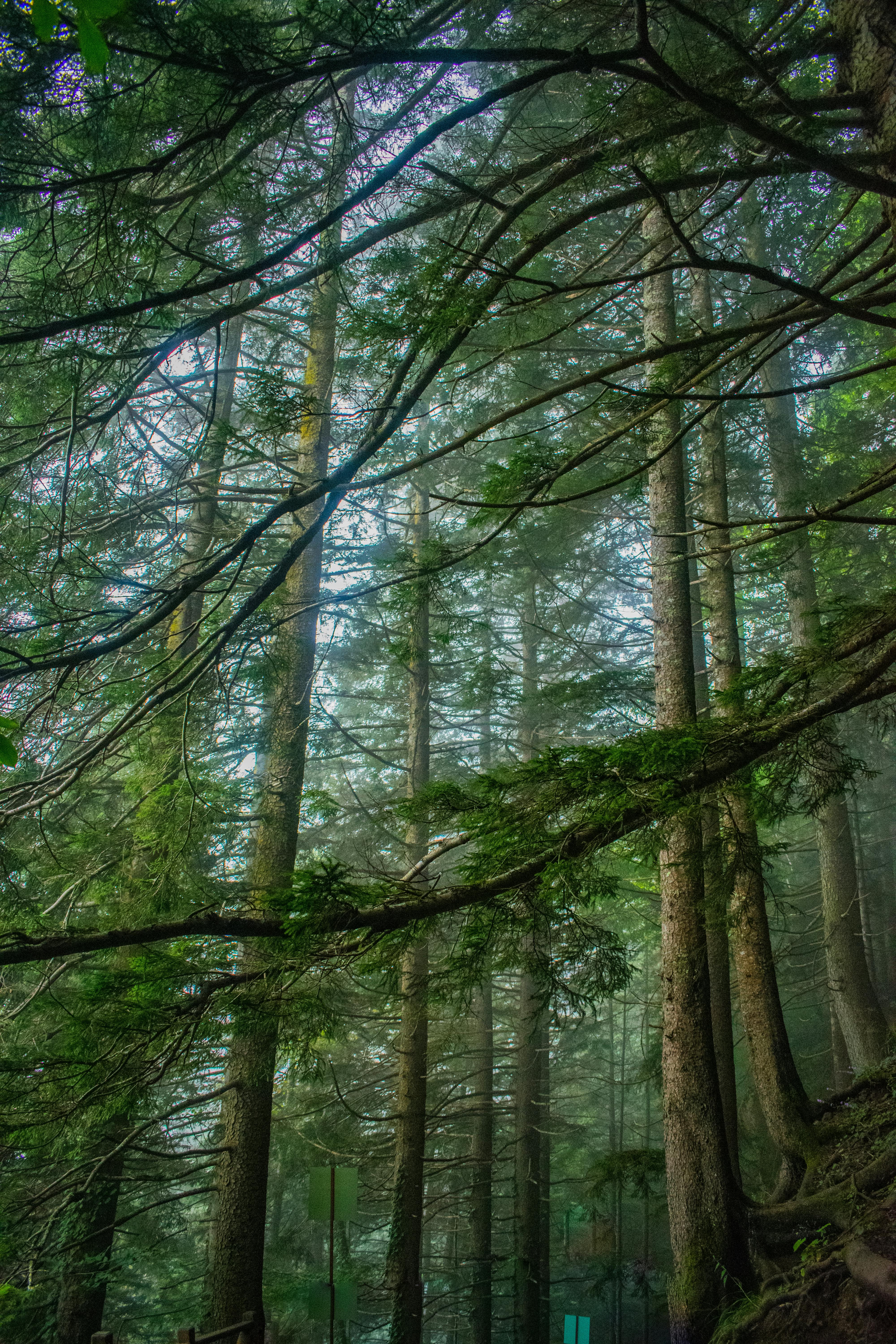 Wet Conifer Trees on a Field · Free Stock Photo
