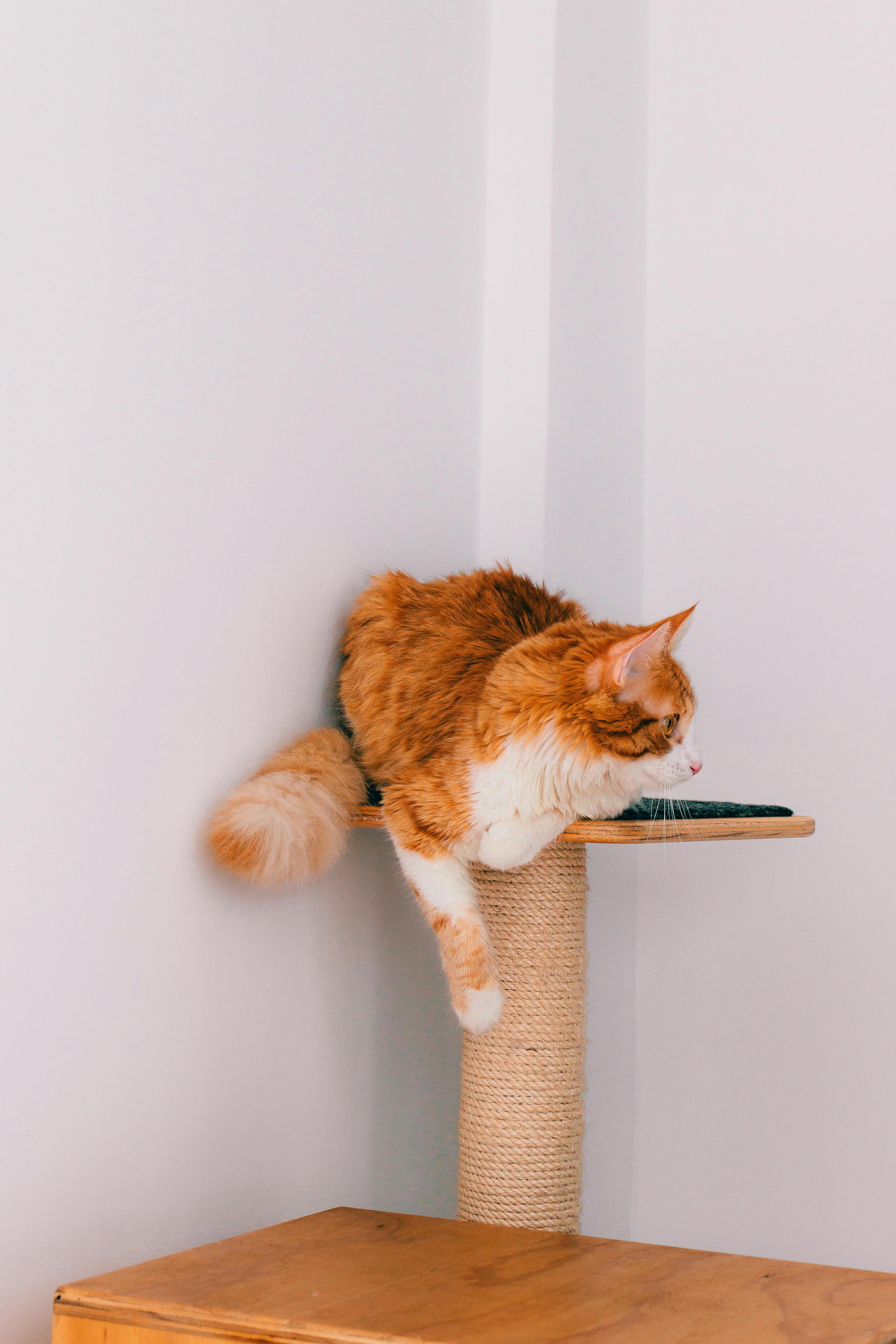 Car With Scratch Photos, Download The BEST Free Car With Scratch Stock ...