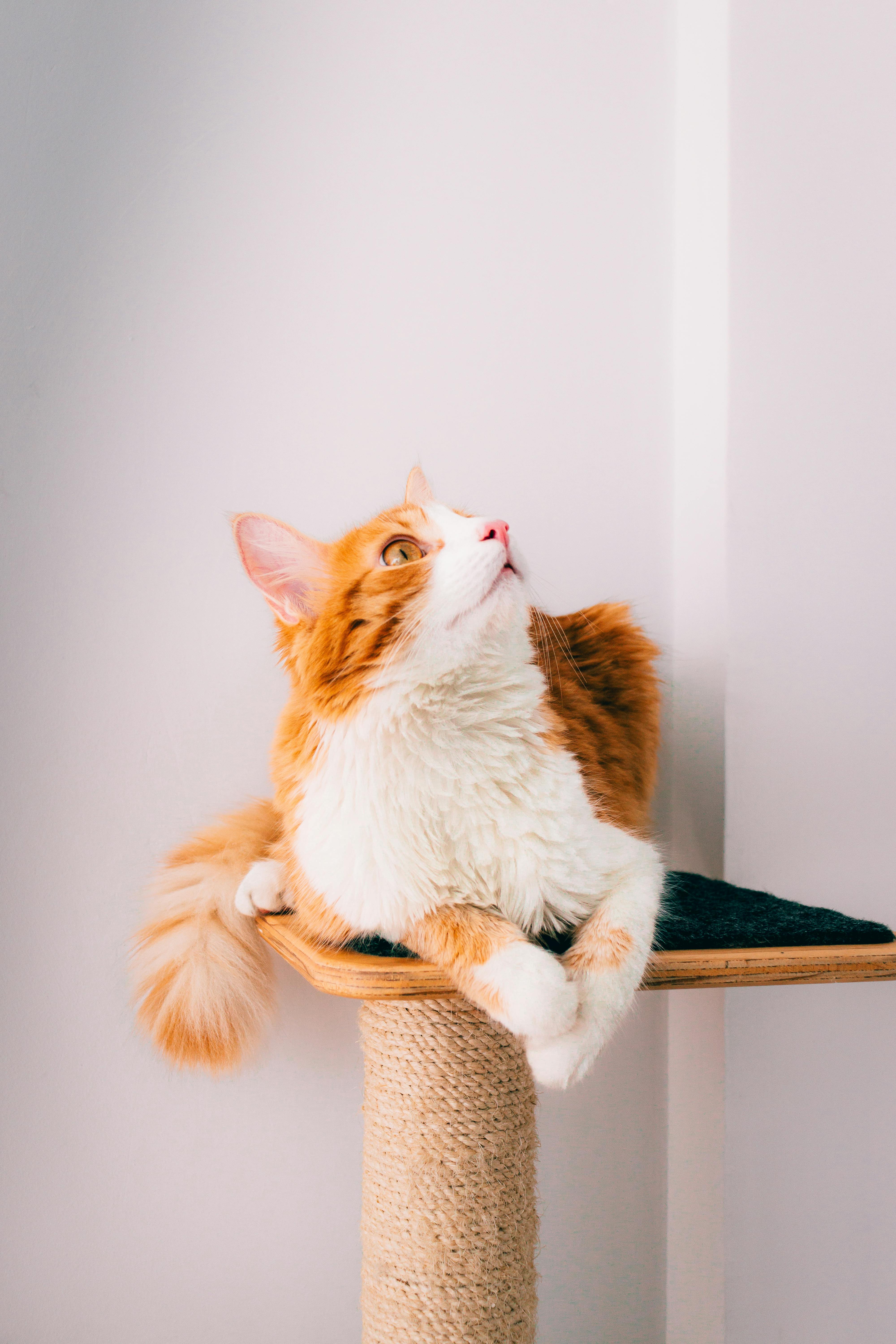 Cat Scratch Photos, Download The BEST Free Cat Scratch Stock Photos ...