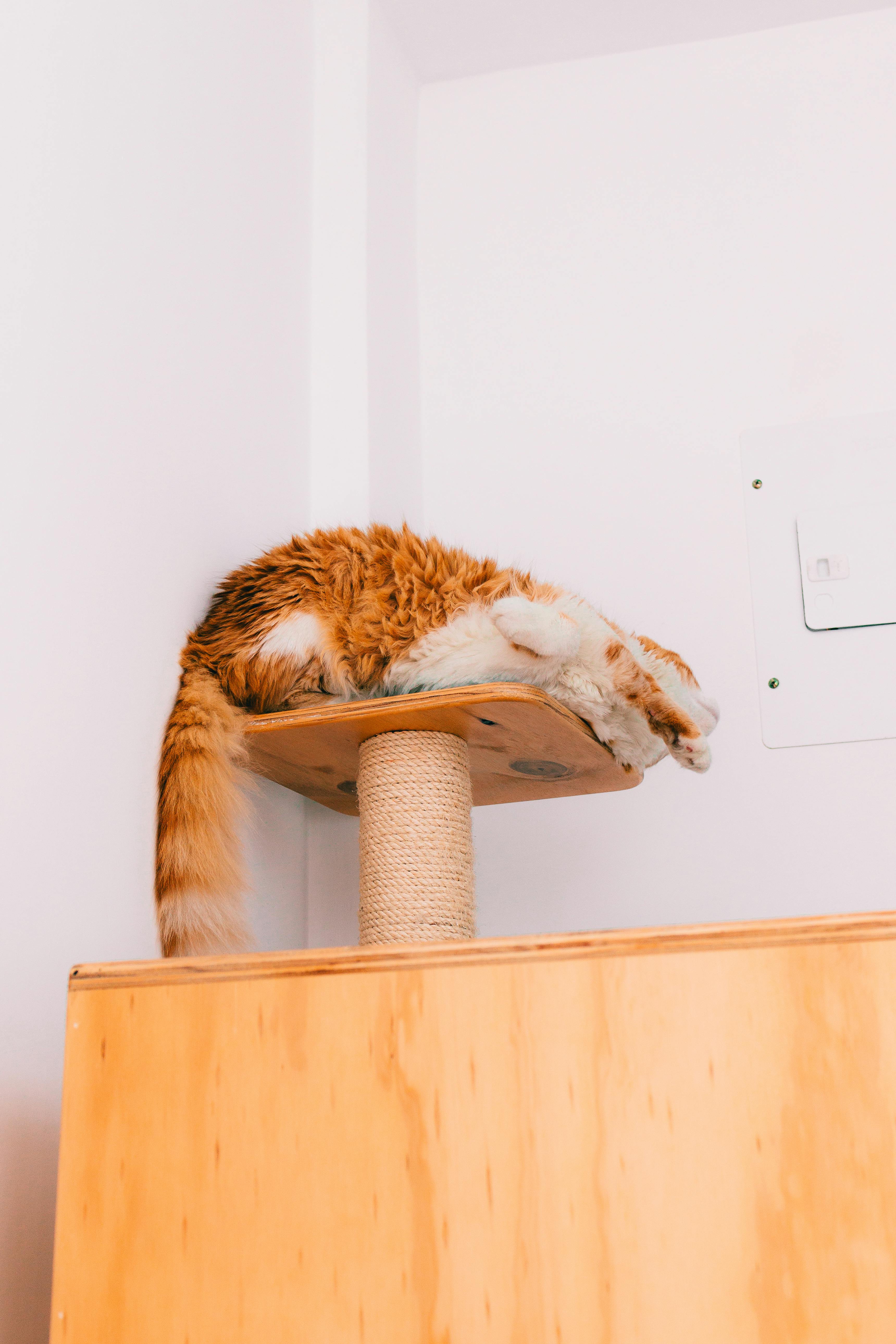 Cat Tower Photos, Download The BEST Free Cat Tower Stock Photos & HD Images