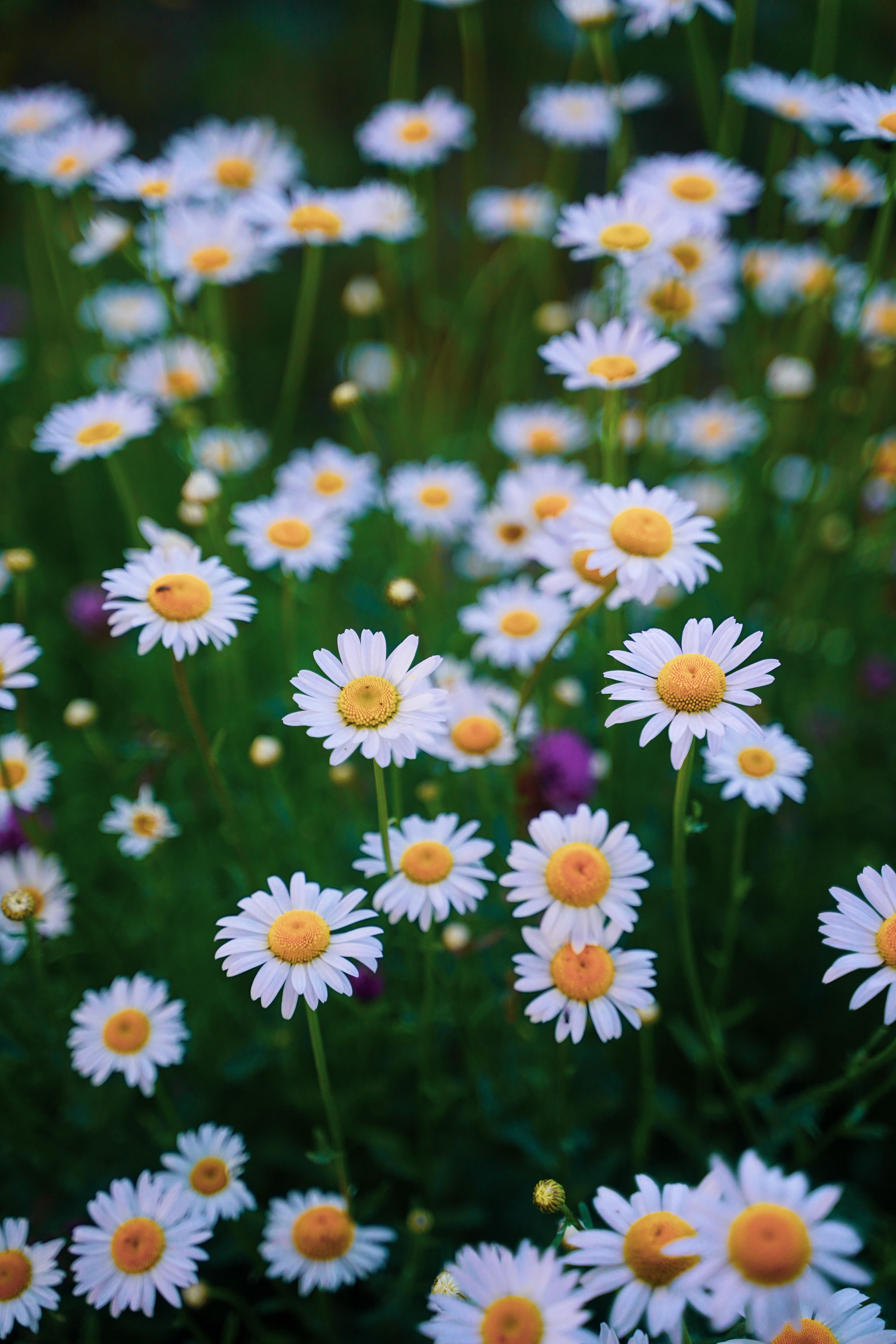 Field of White Daisies · Free Stock Photo