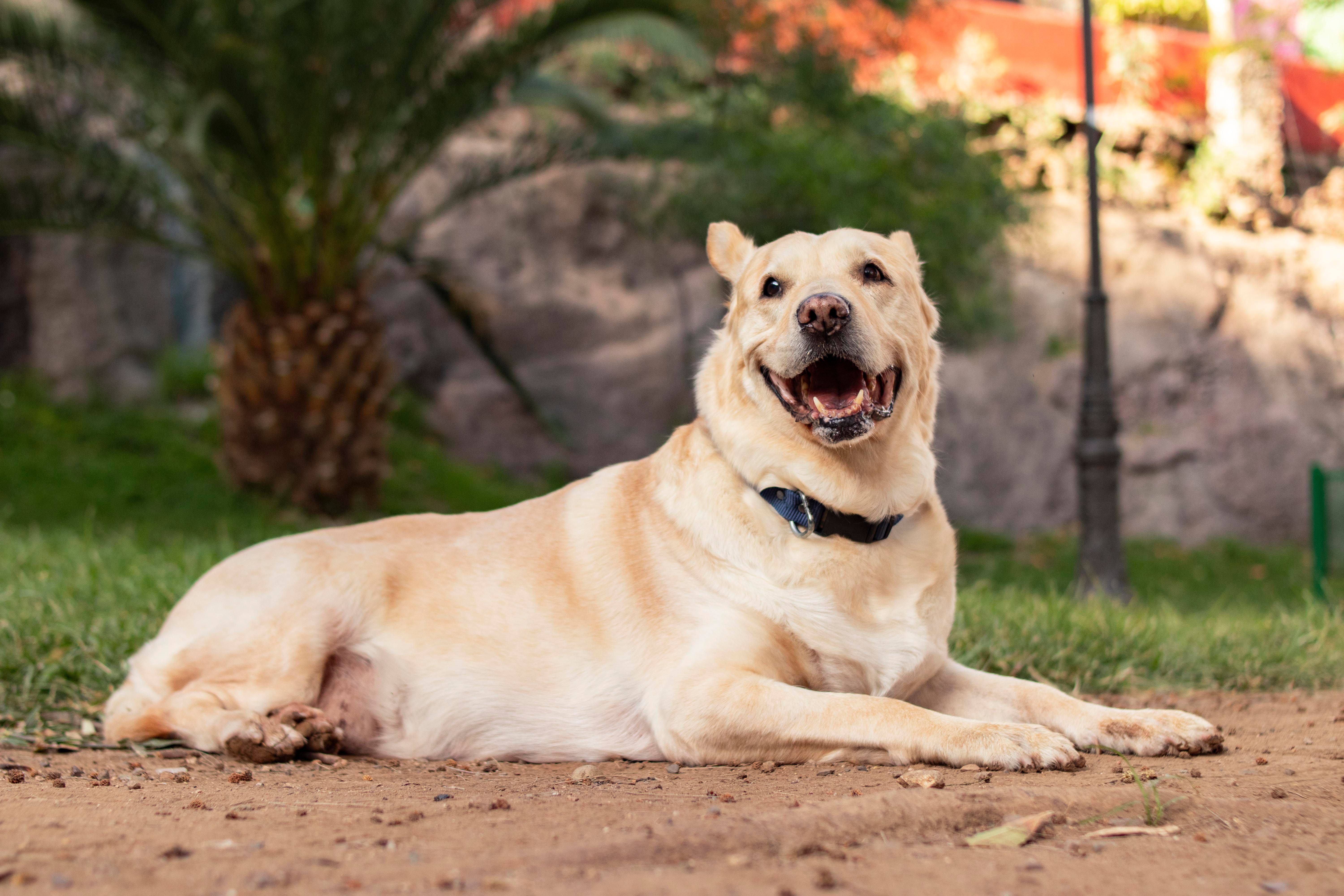 A Dog Lying on the Ground · Free Stock Photo