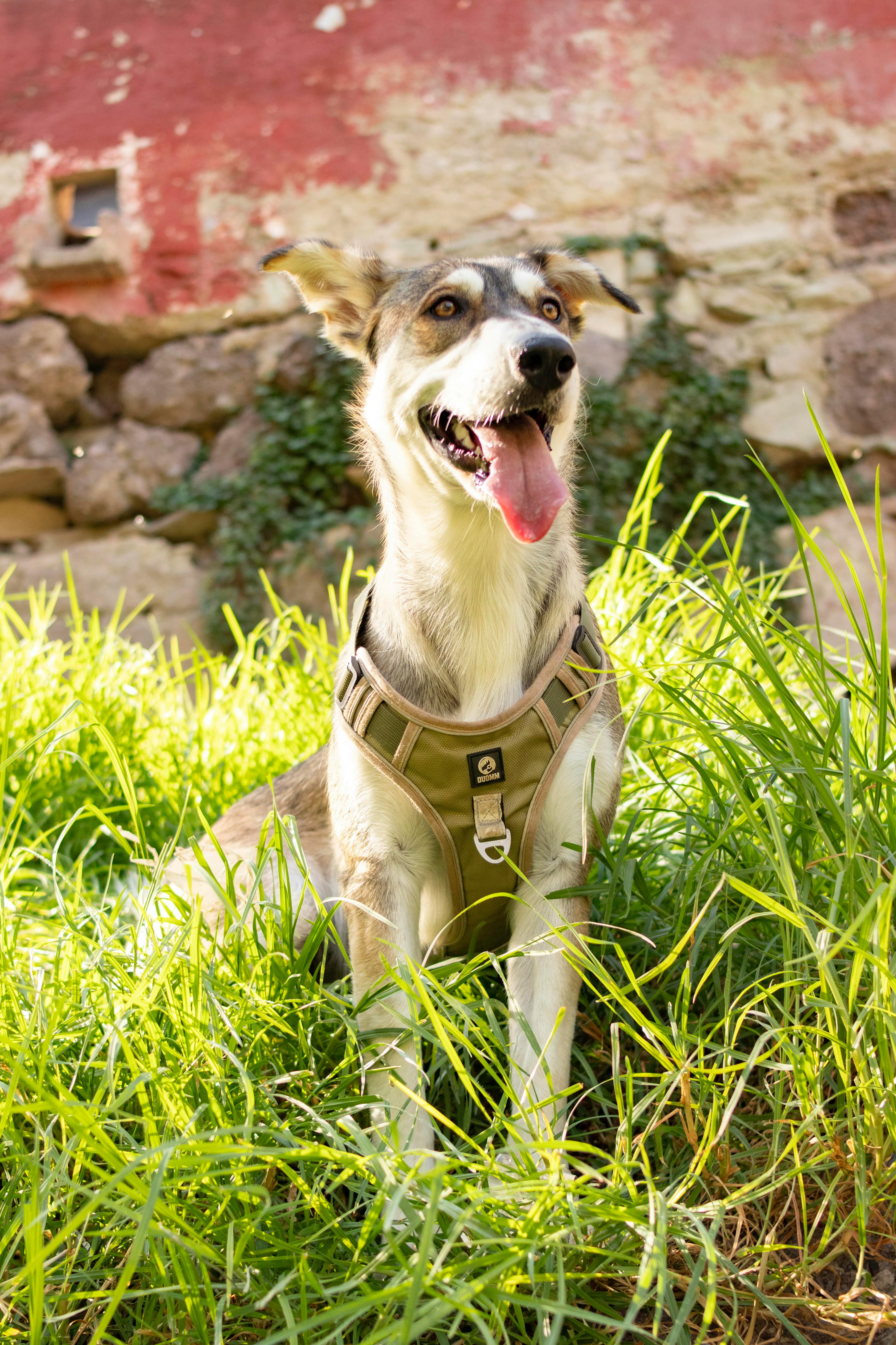 A Domestic Dog Sitting Outside on the Grass · Free Stock Photo