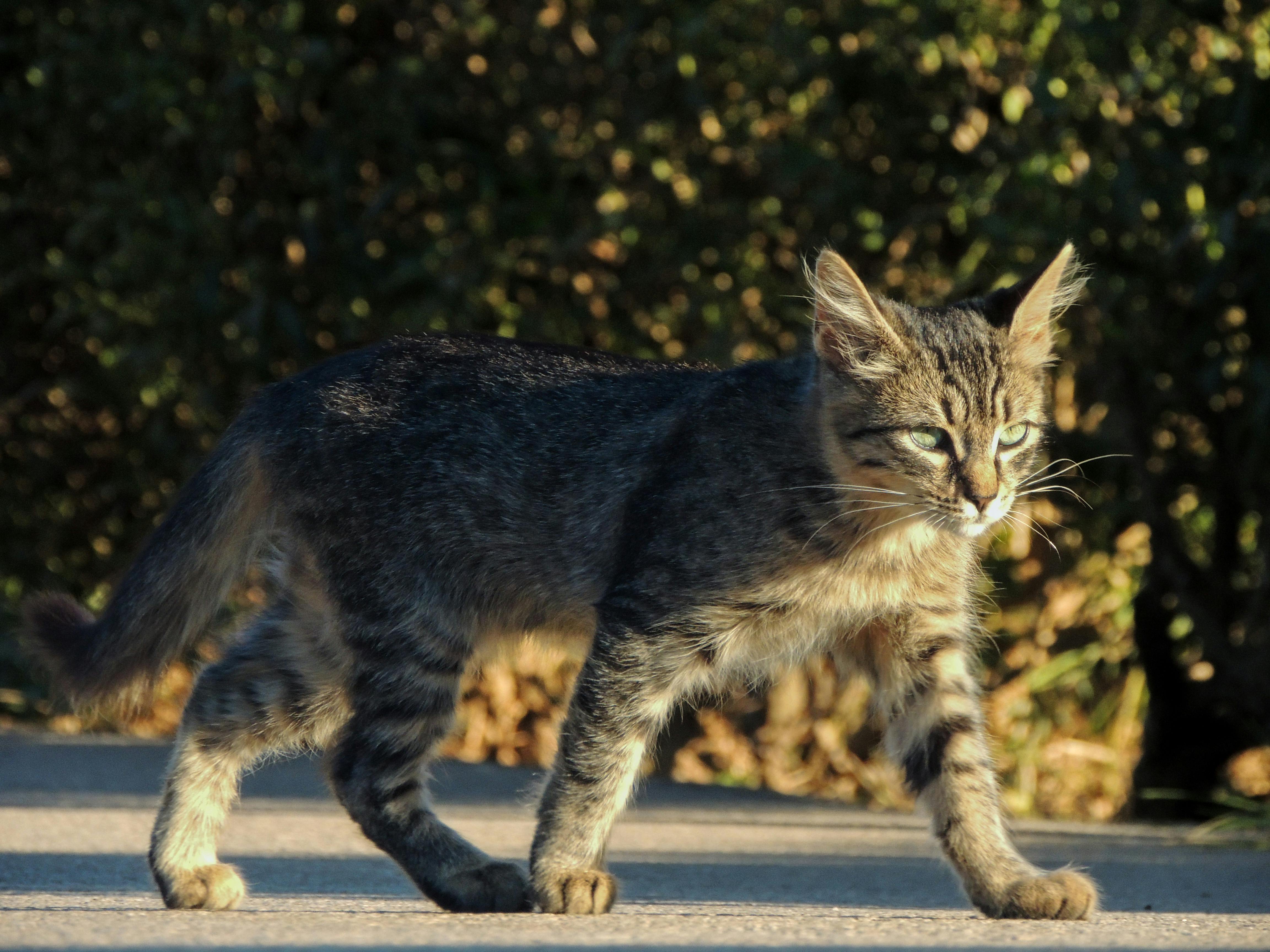 Cat And Bab Photos, Download The BEST Free Cat And Bab Stock Photos ...