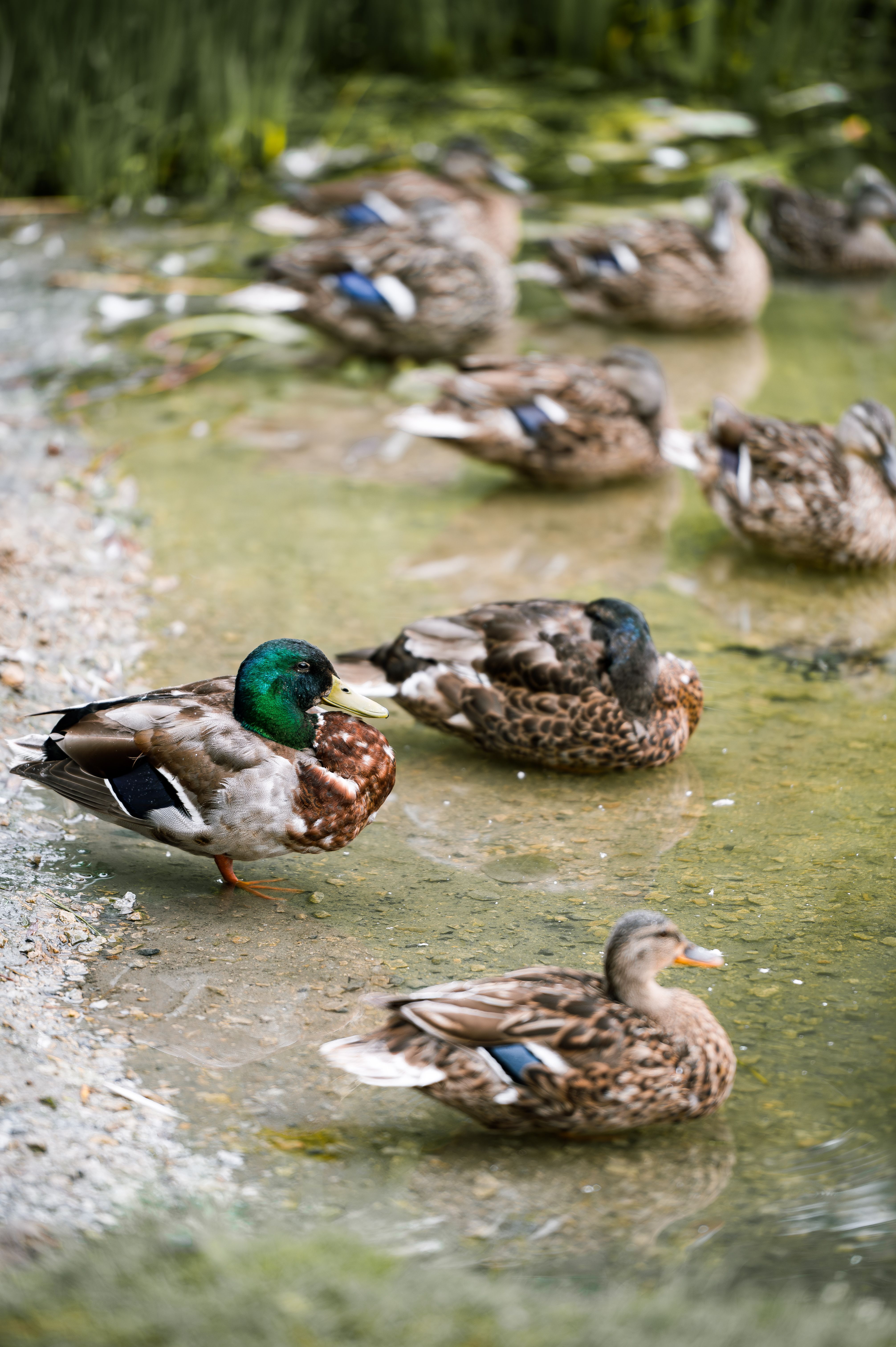 A group of ducks standing in a pond · Free Stock Photo
