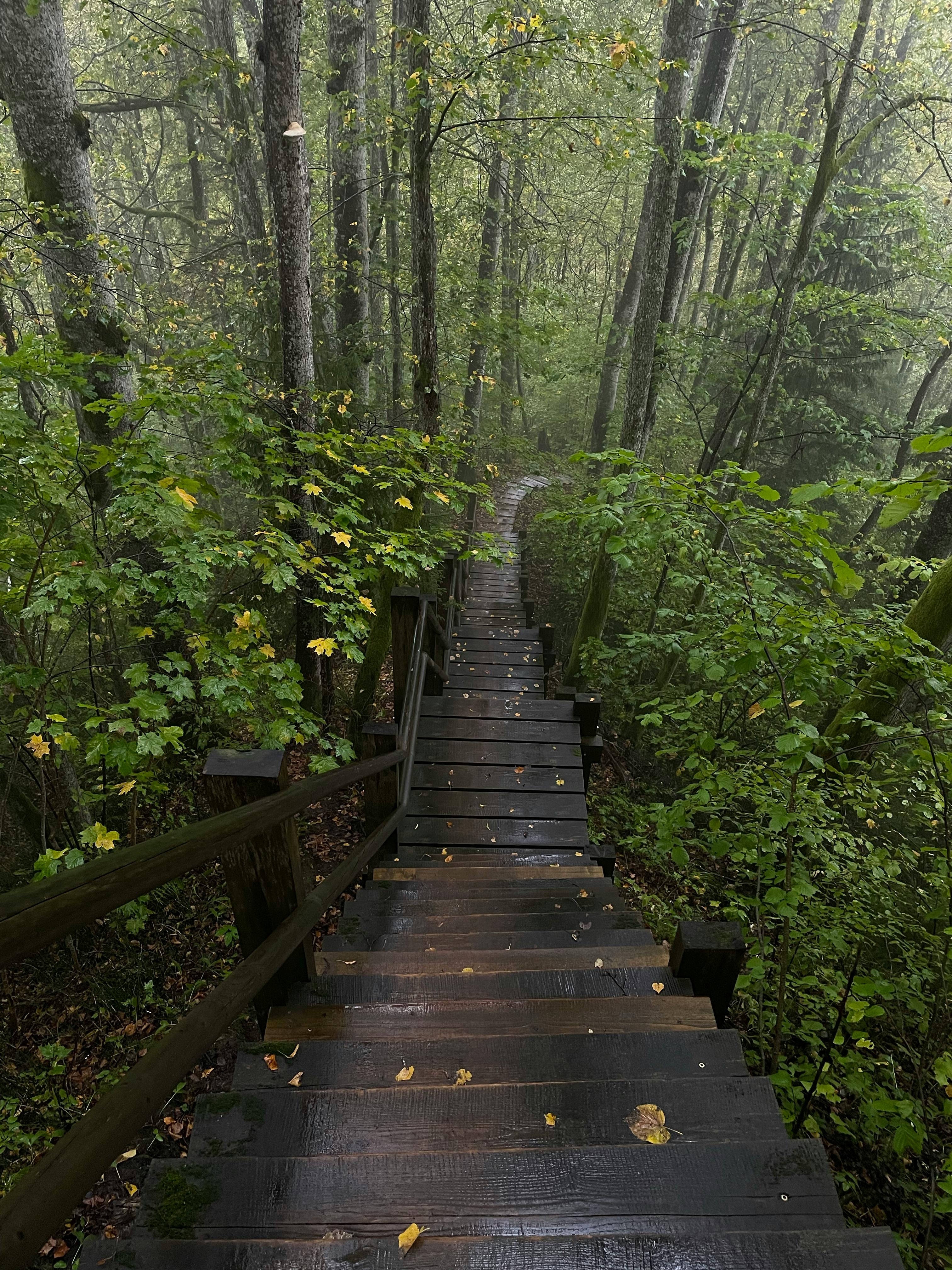 Wooden Stairs in a Forest · Free Stock Photo