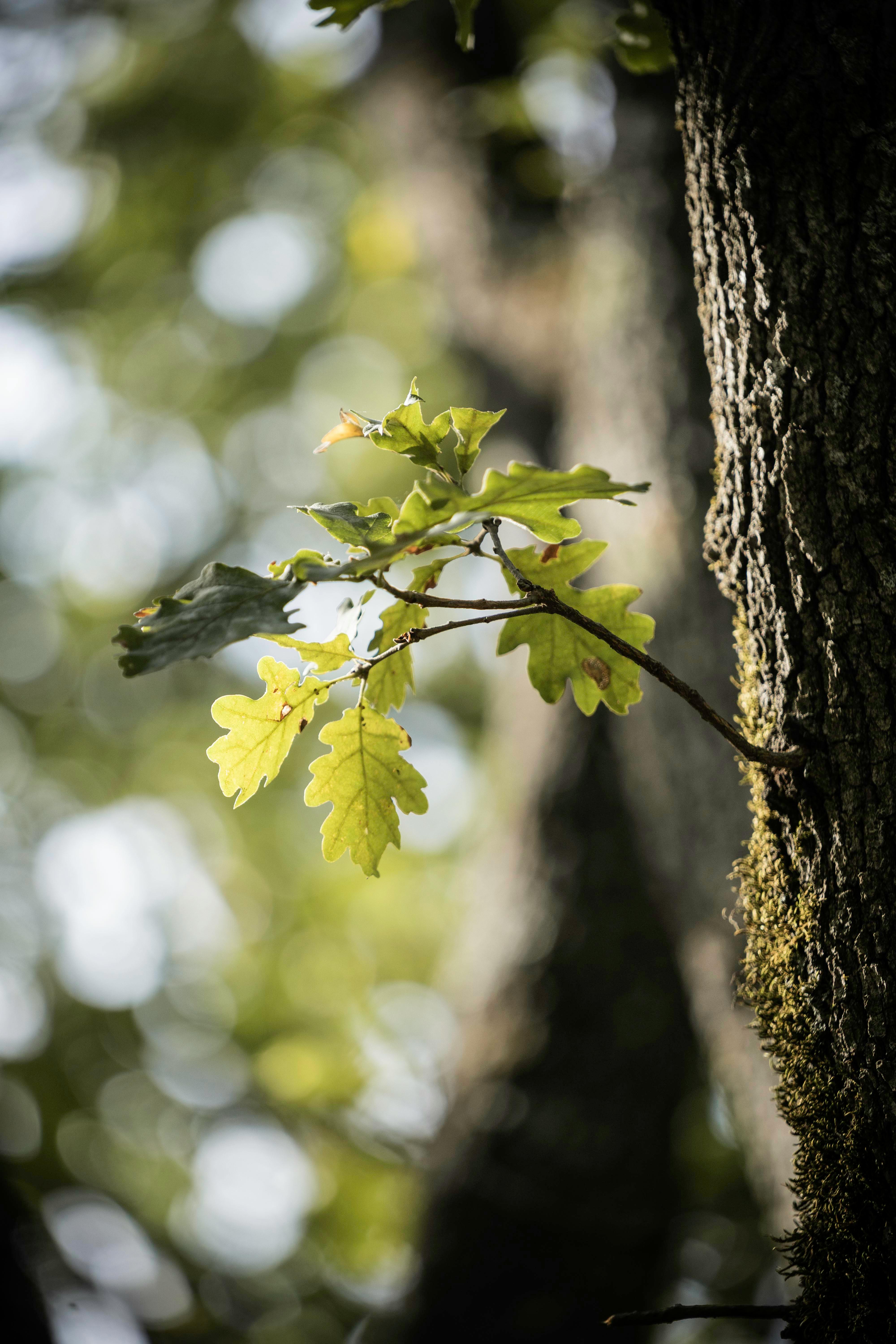 Oak Tree Graphics Photos, Download The BEST Free Oak Tree Graphics ...