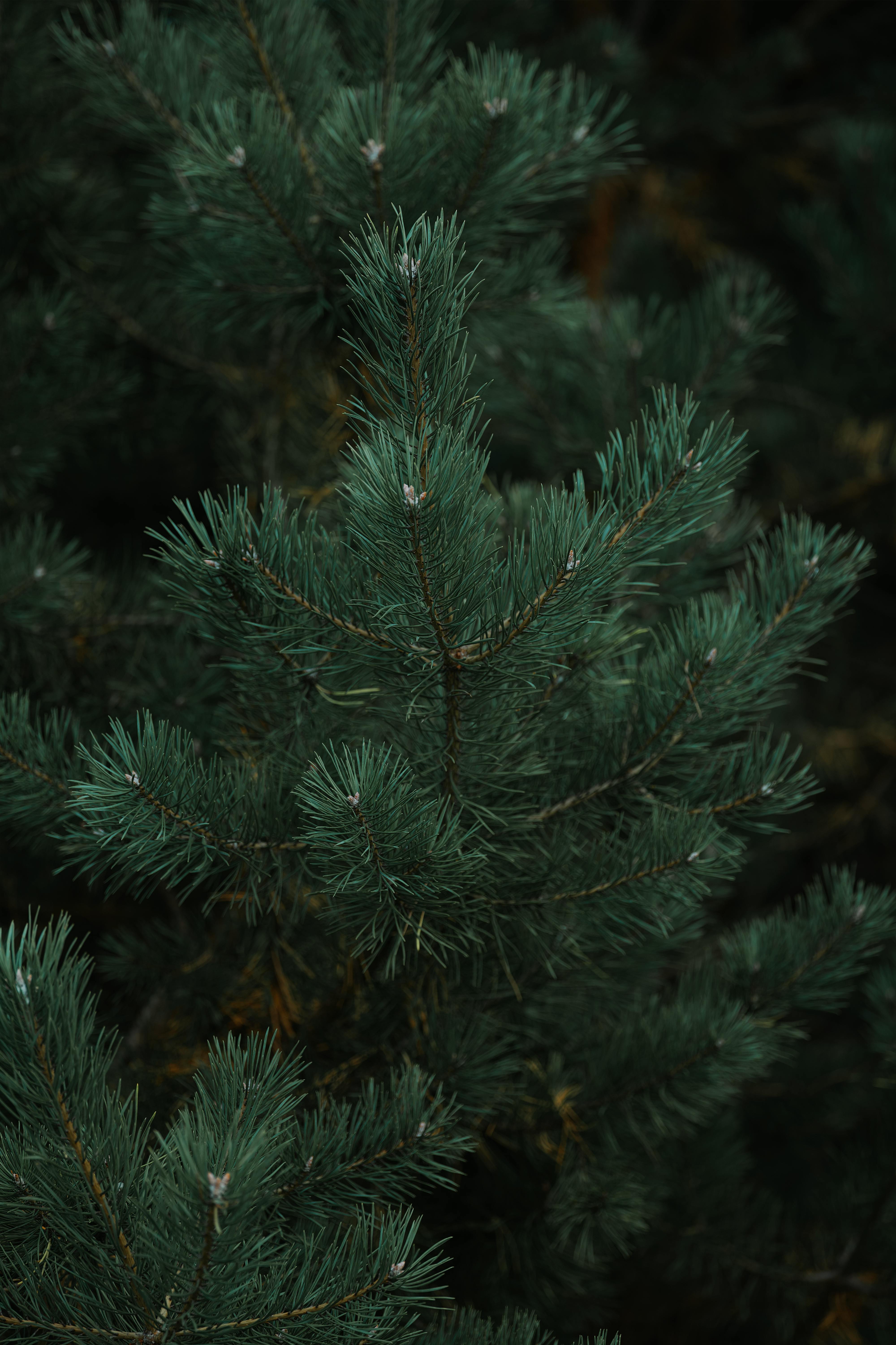 Small Sapling Photos, Download The BEST Free Small Sapling Stock Photos ...