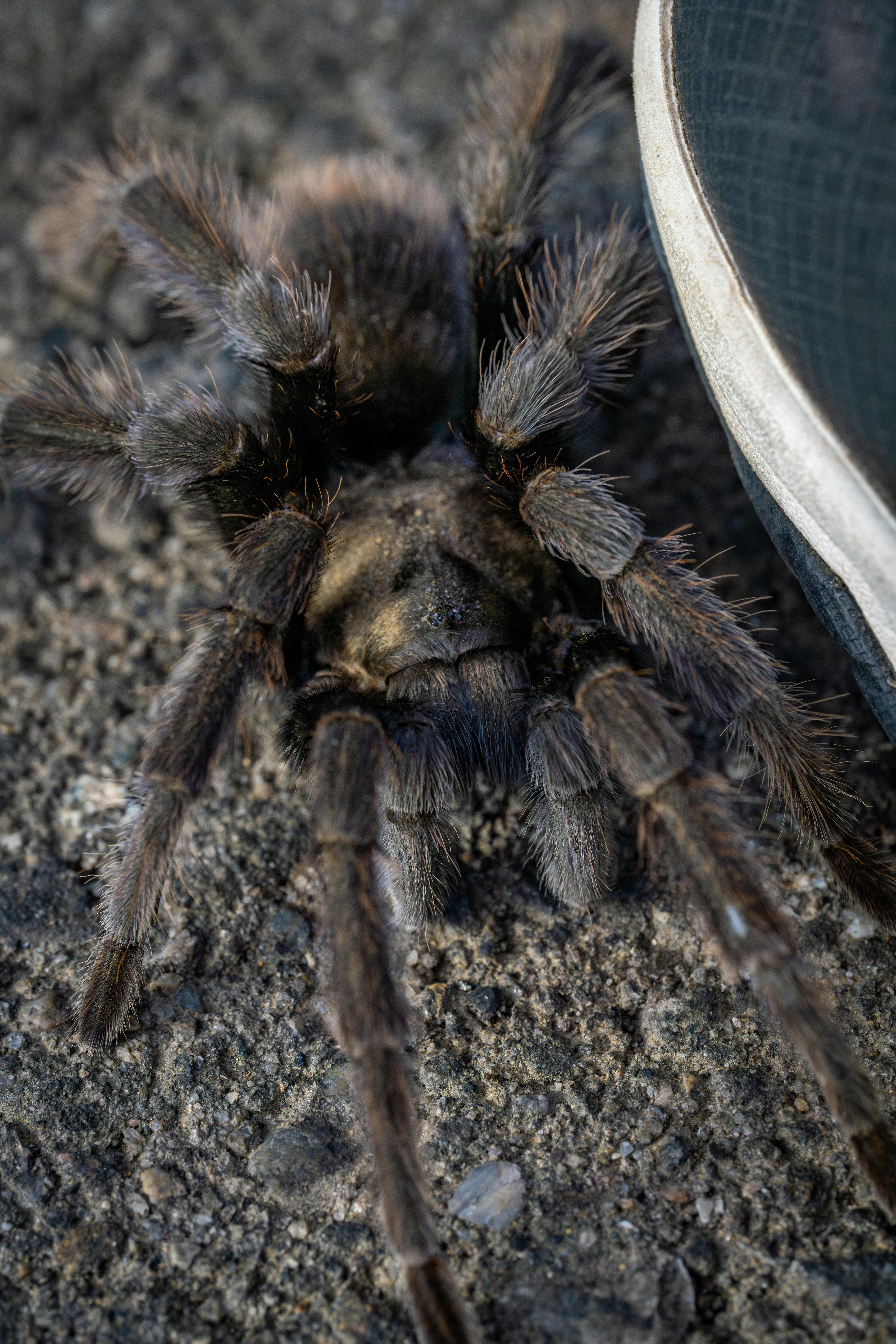 Close-up of a Tarantula · Free Stock Photo