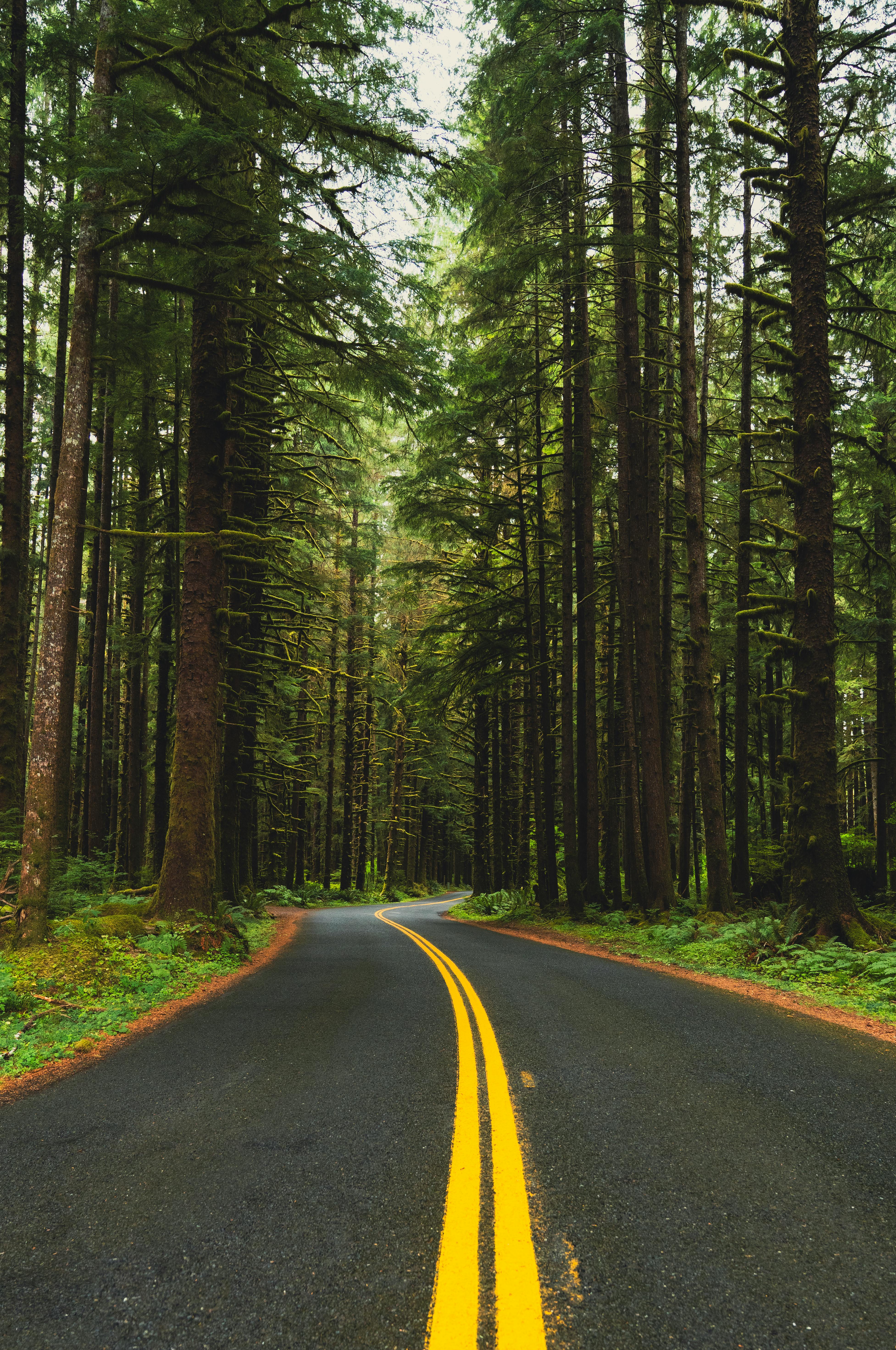 Empty Road in Evergreen Forest · Free Stock Photo