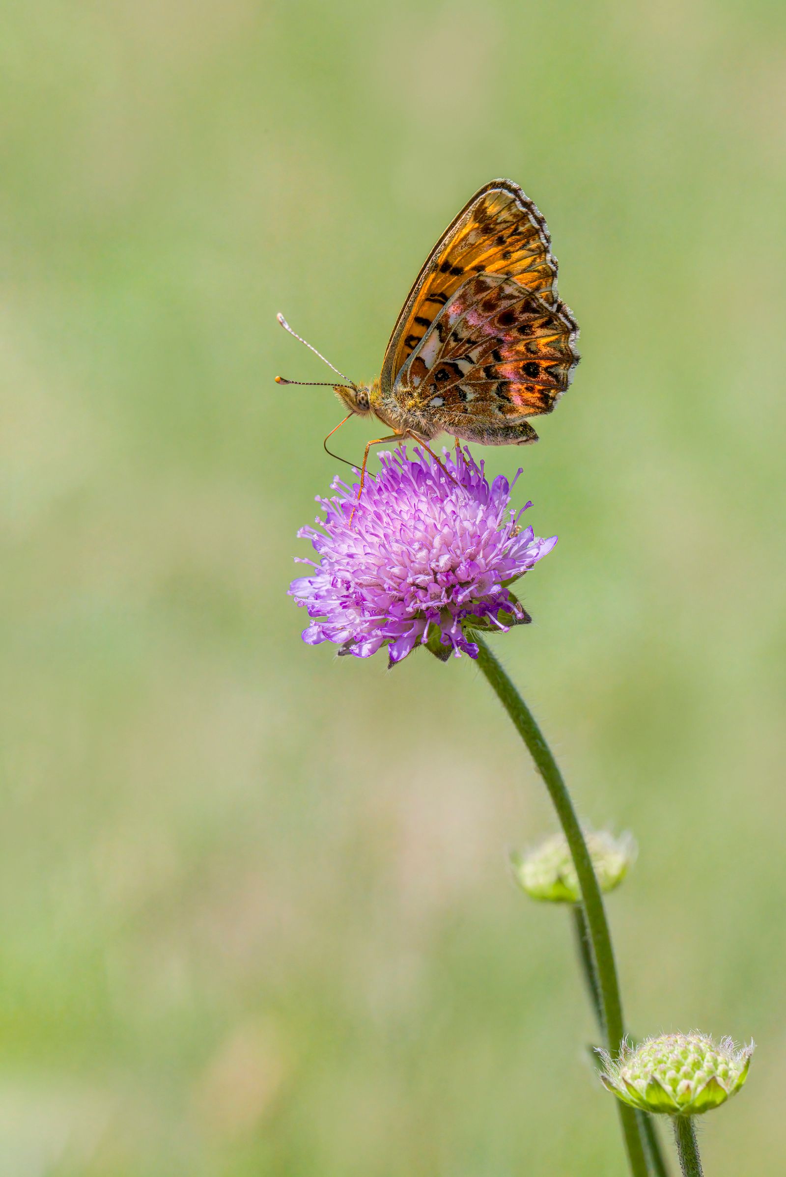 Fly Close Up Photos, Download The BEST Free Fly Close Up Stock Photos ...