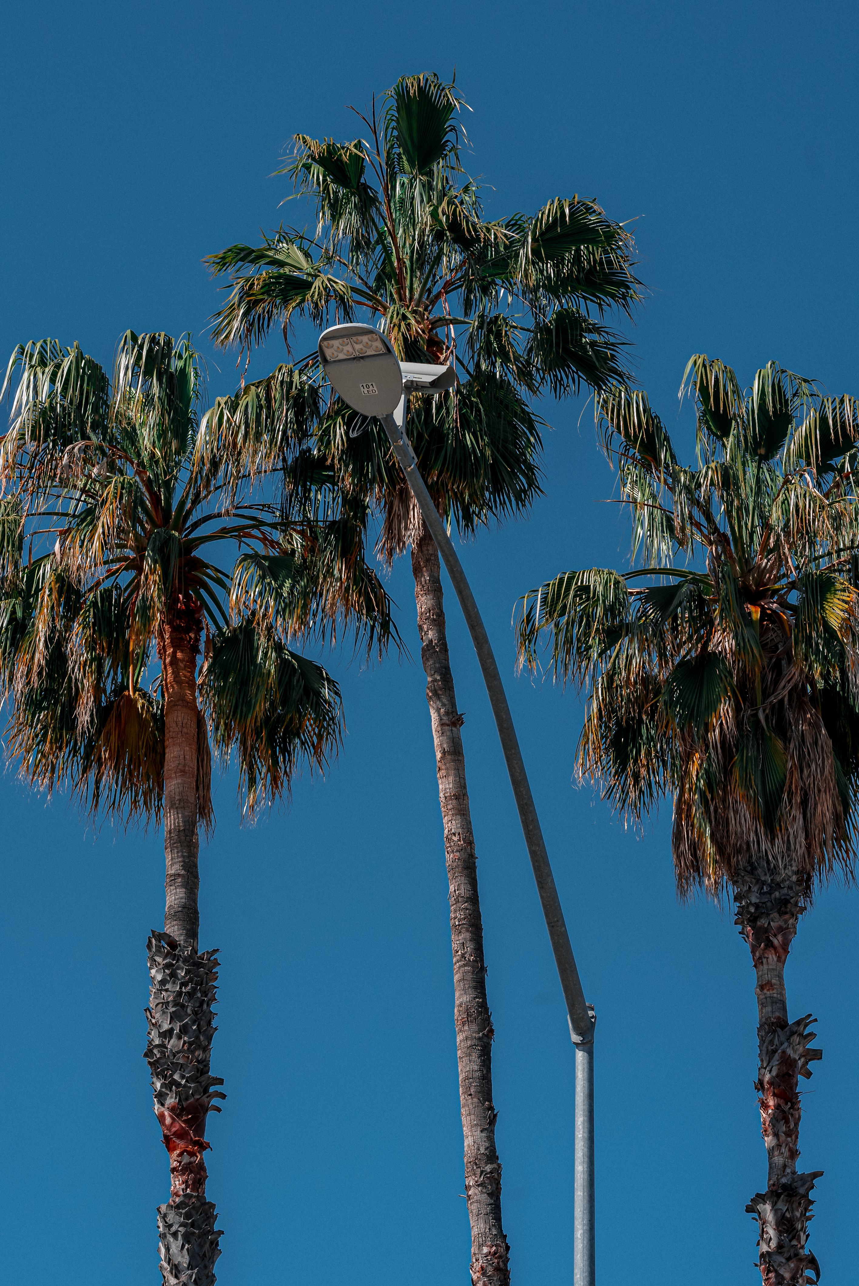 Exotic Creeper and Palm Trees · Free Stock Photo
