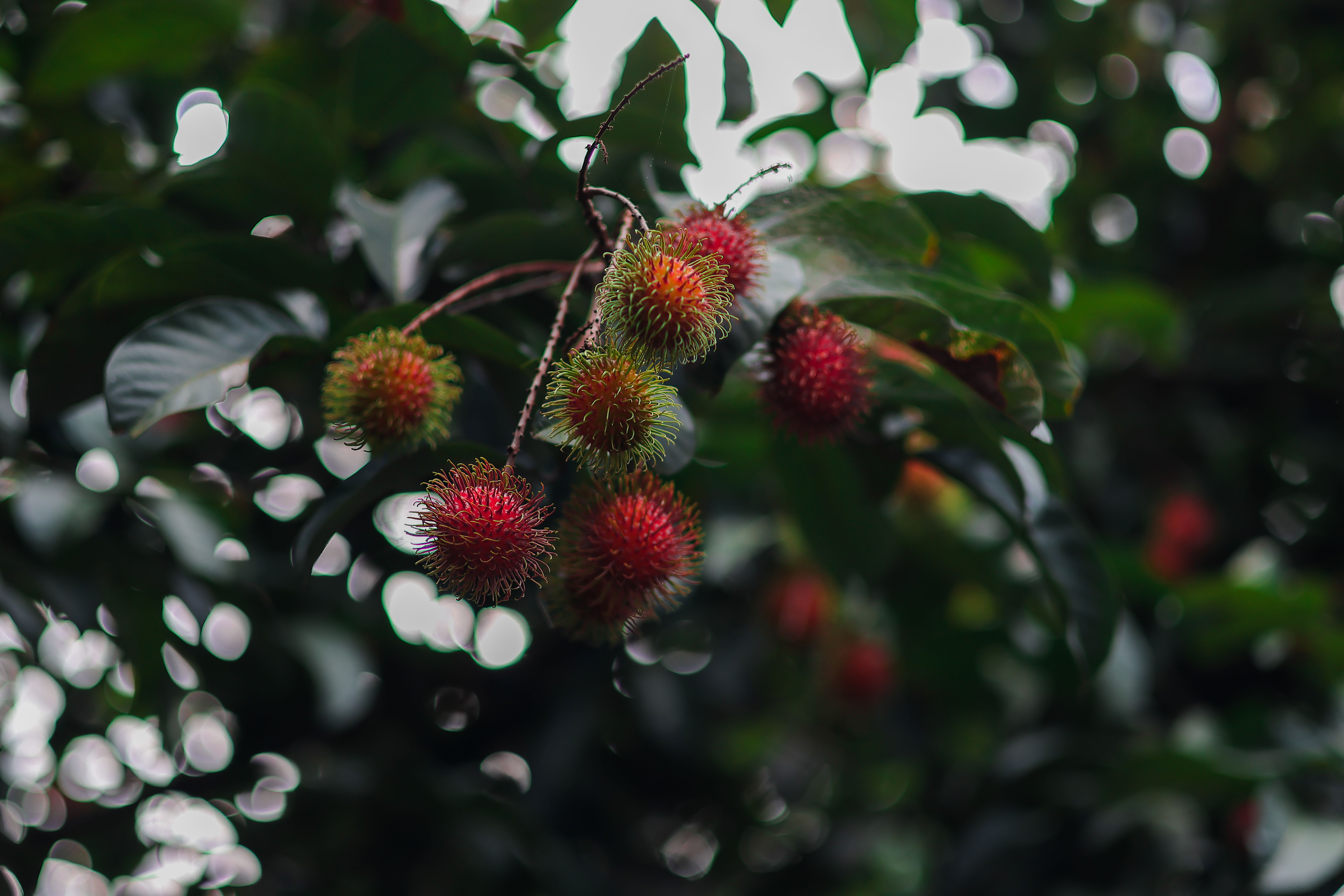 Rambutan Photos, Download The BEST Free Rambutan Stock Photos & HD Images
