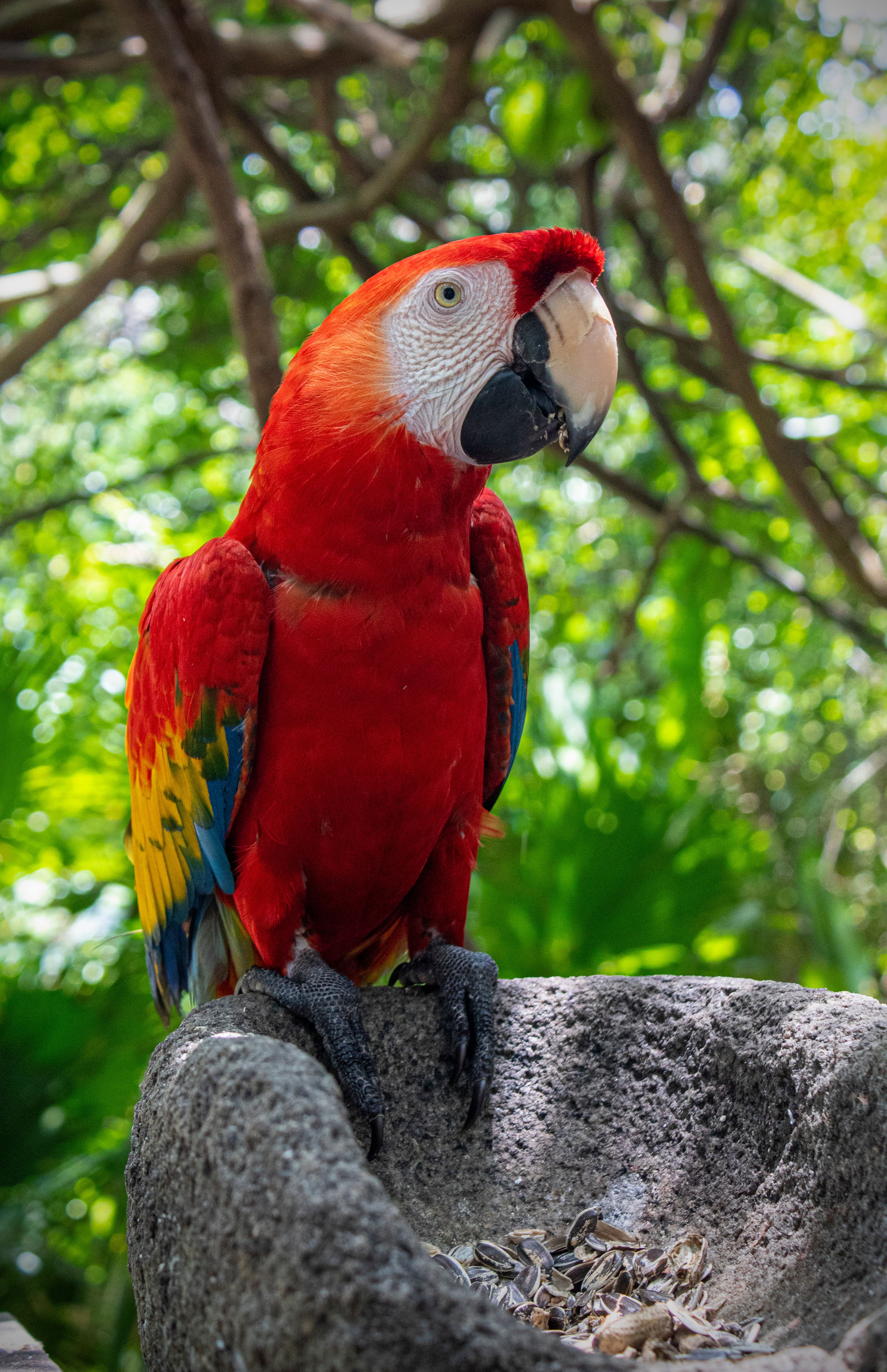 Macaw on Stone in Rainforest · Free Stock Photo