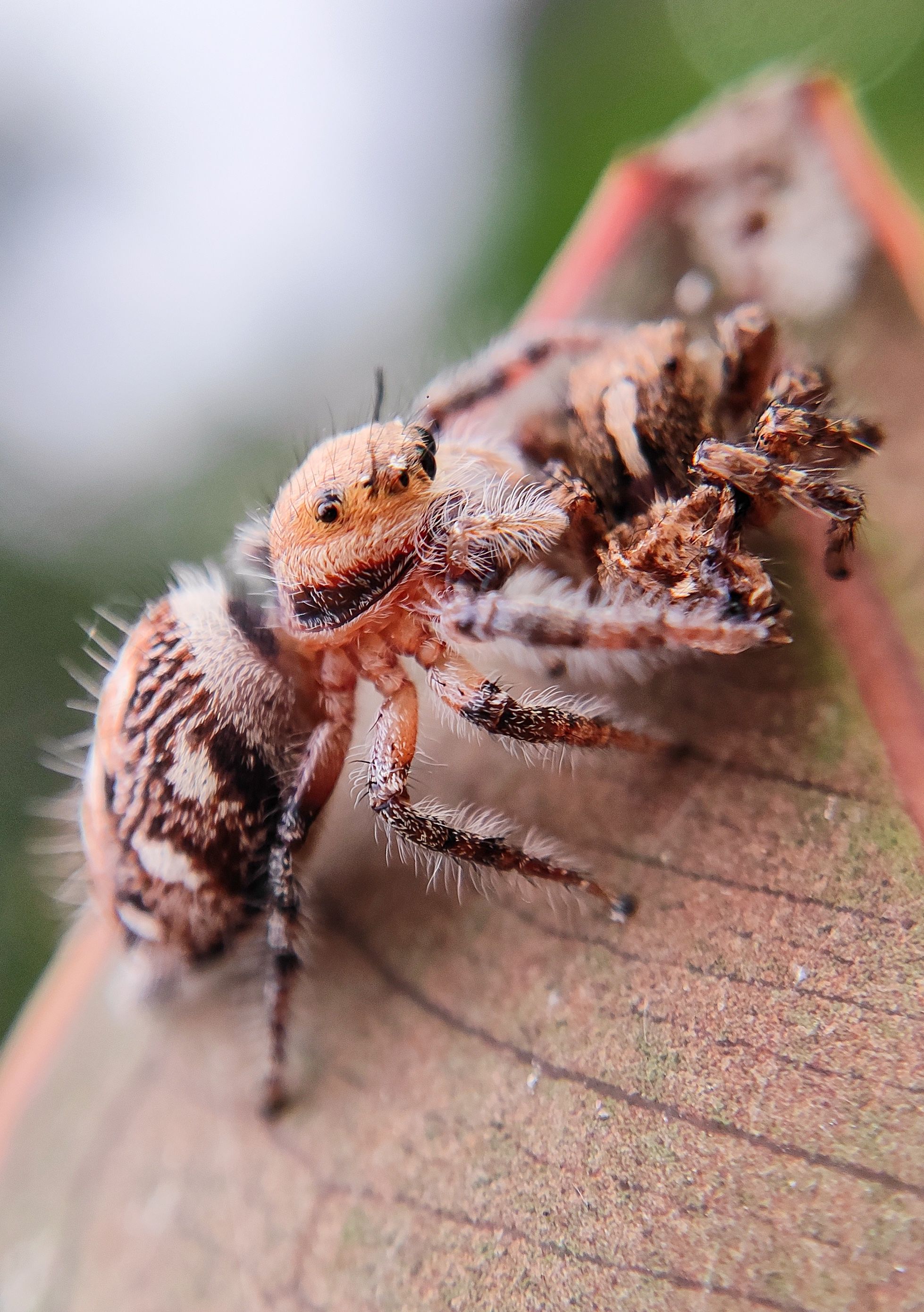 Jumping Spider in Nature · Free Stock Photo