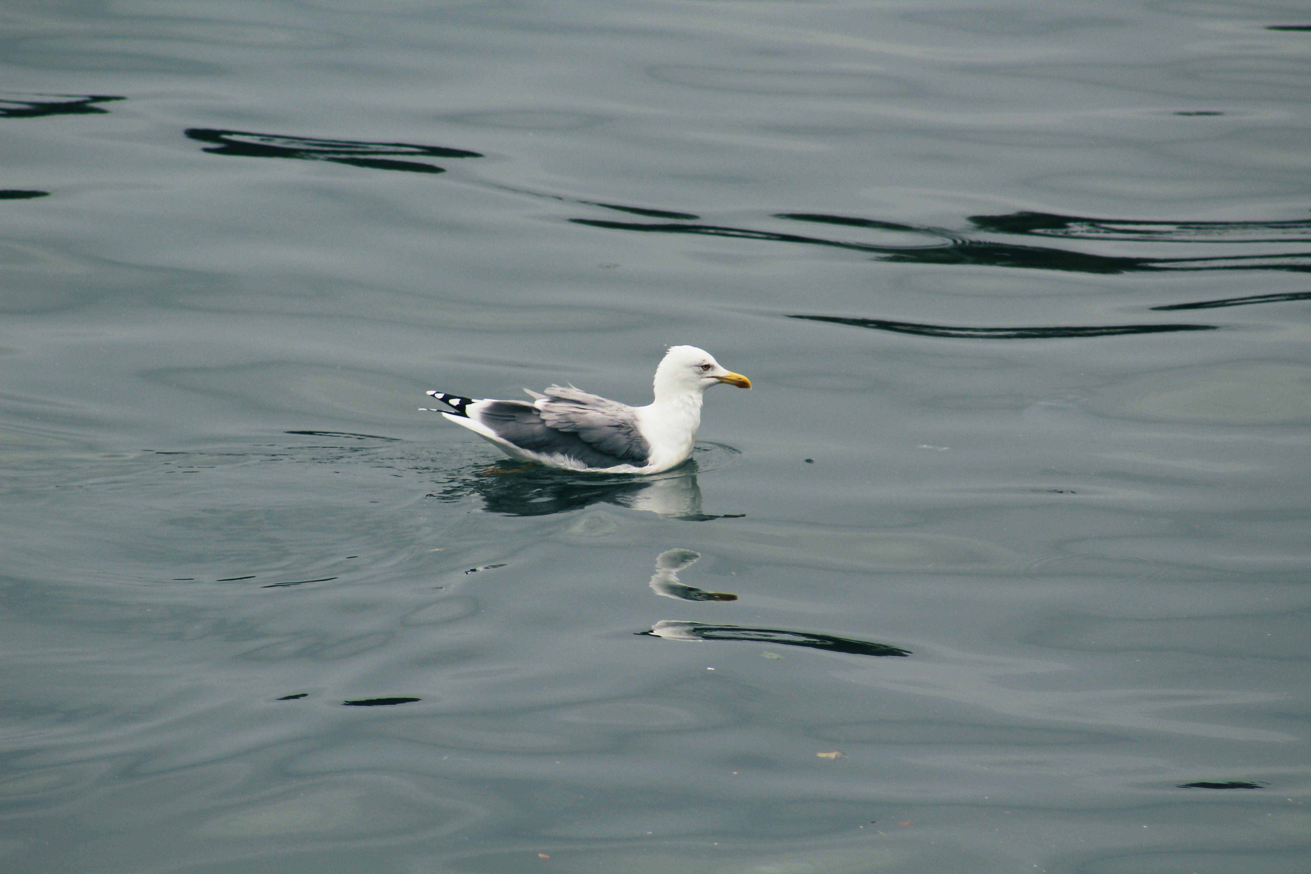 Swimming Common Gull · Free Stock Photo