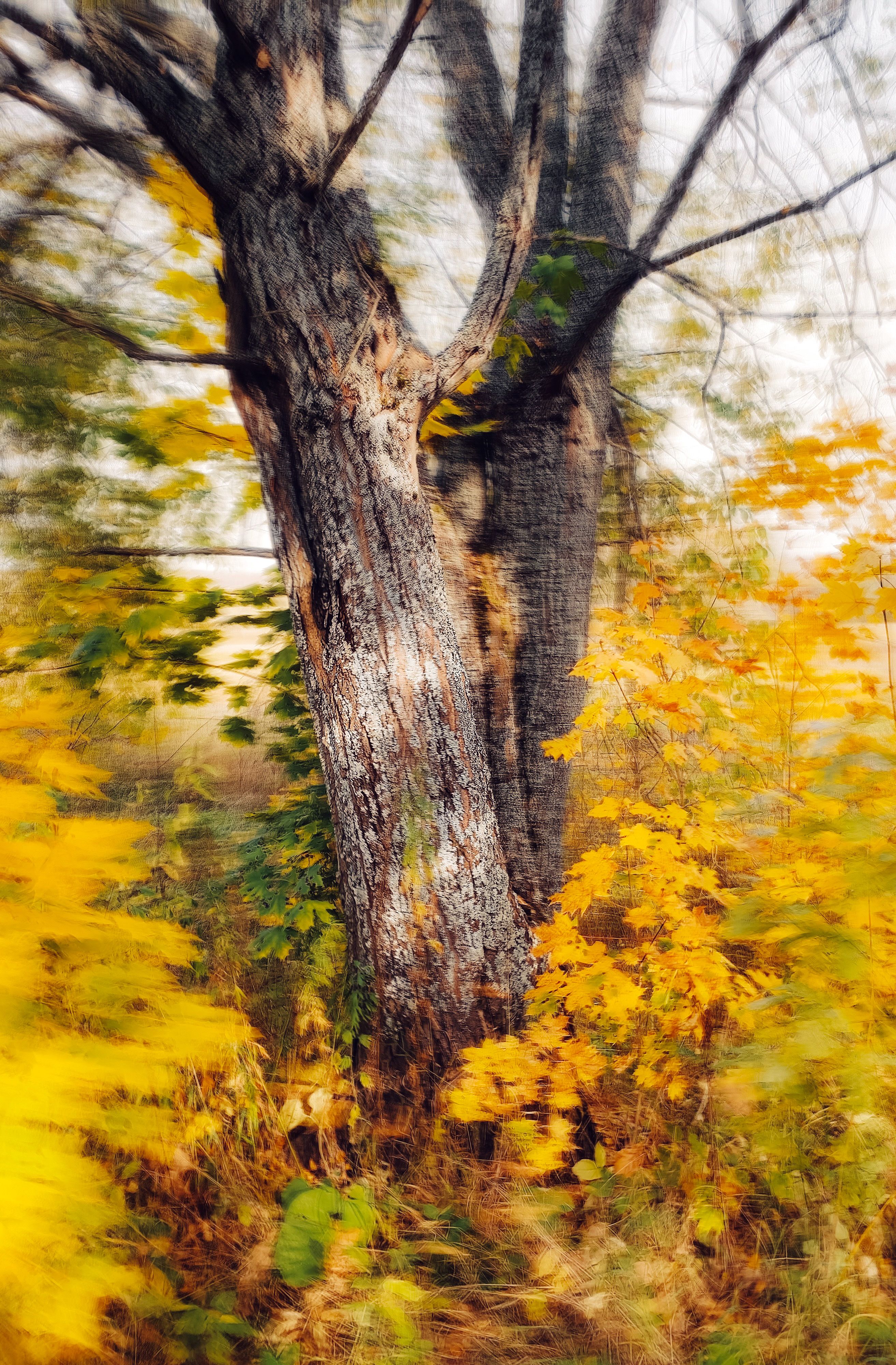 A Tree in Autumn · Free Stock Photo