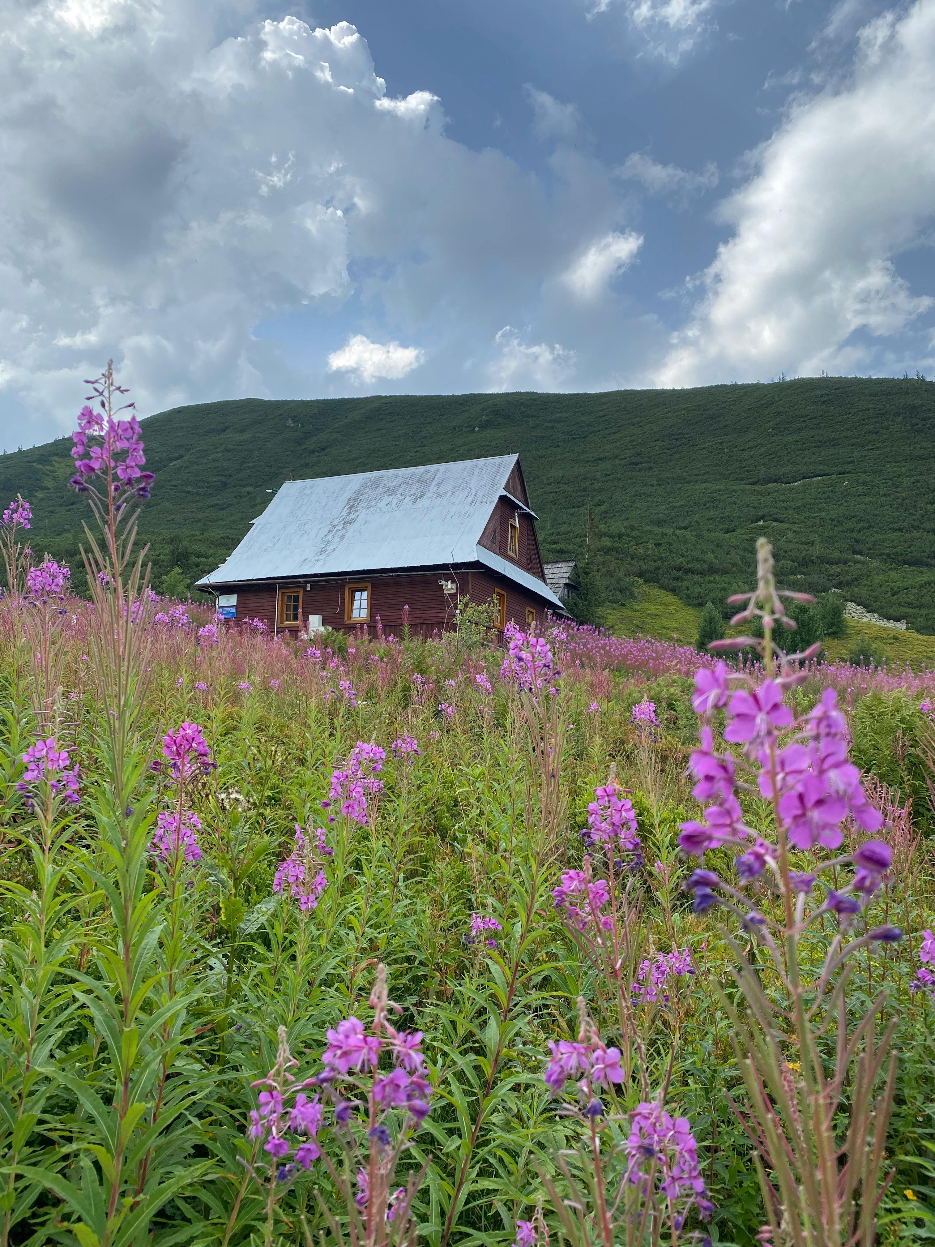 Fireweed Photos, Download The BEST Free Fireweed Stock Photos & HD Images