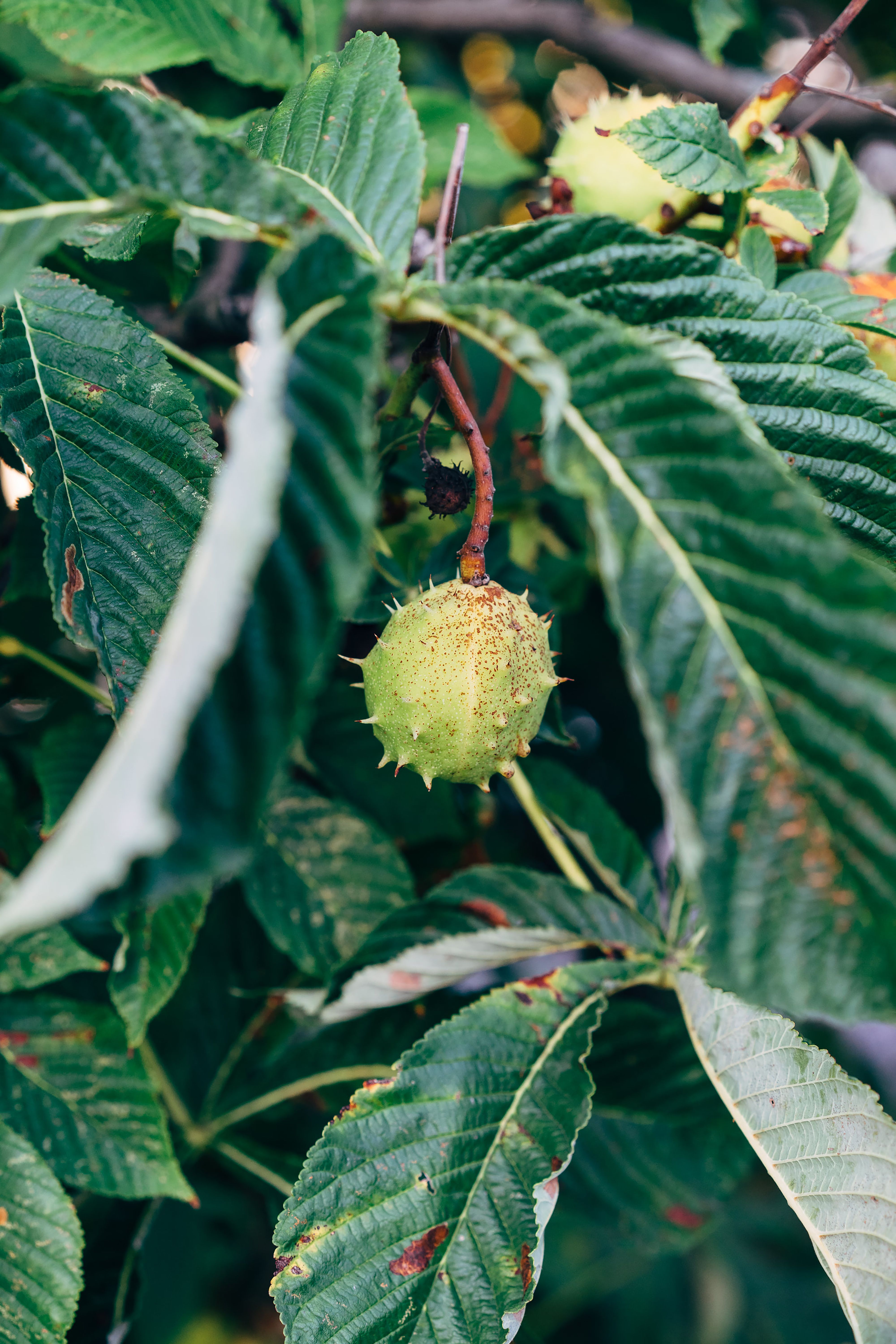 A close up of a green nut on a tree · Free Stock Photo