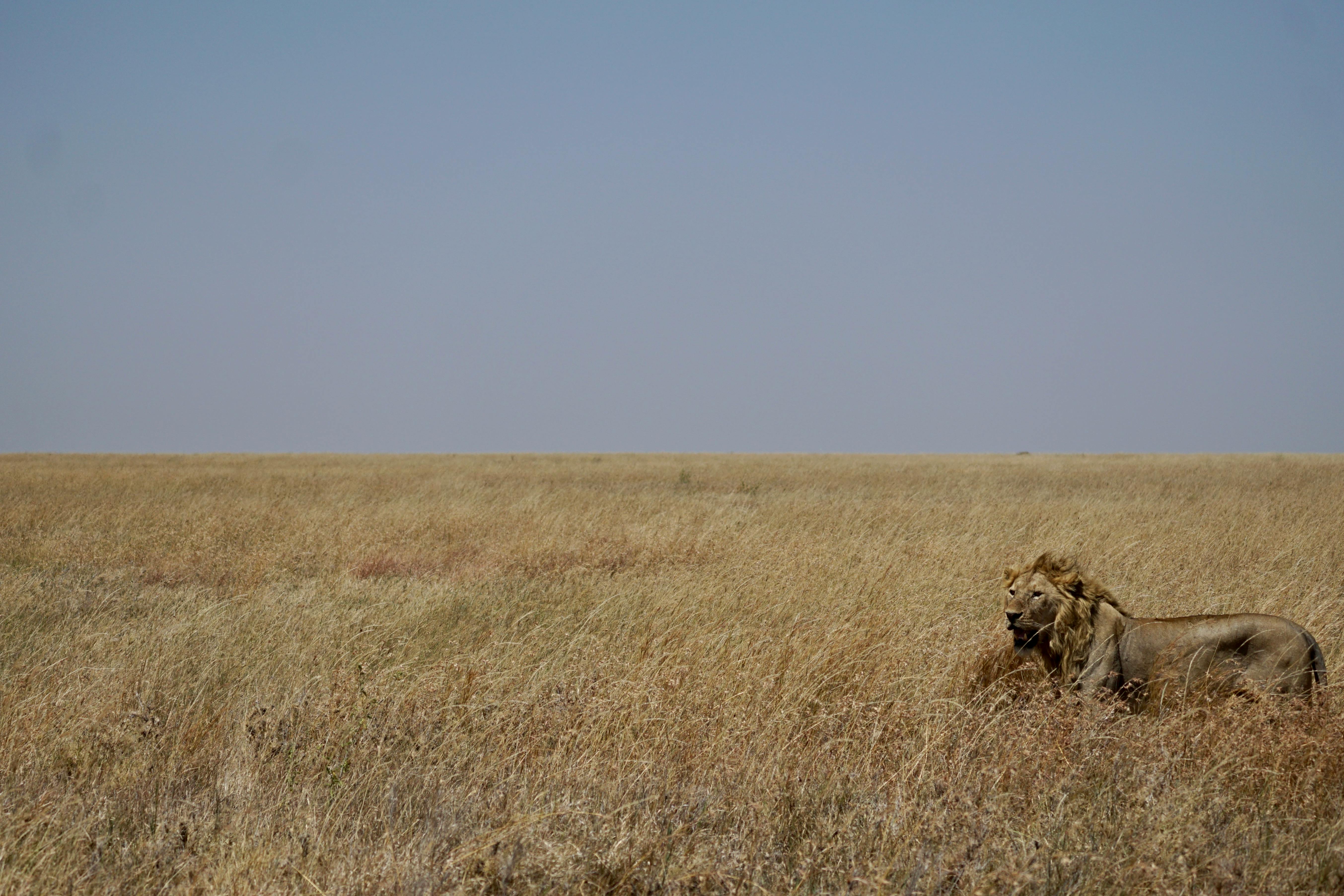 A Lion in the Wild · Free Stock Photo