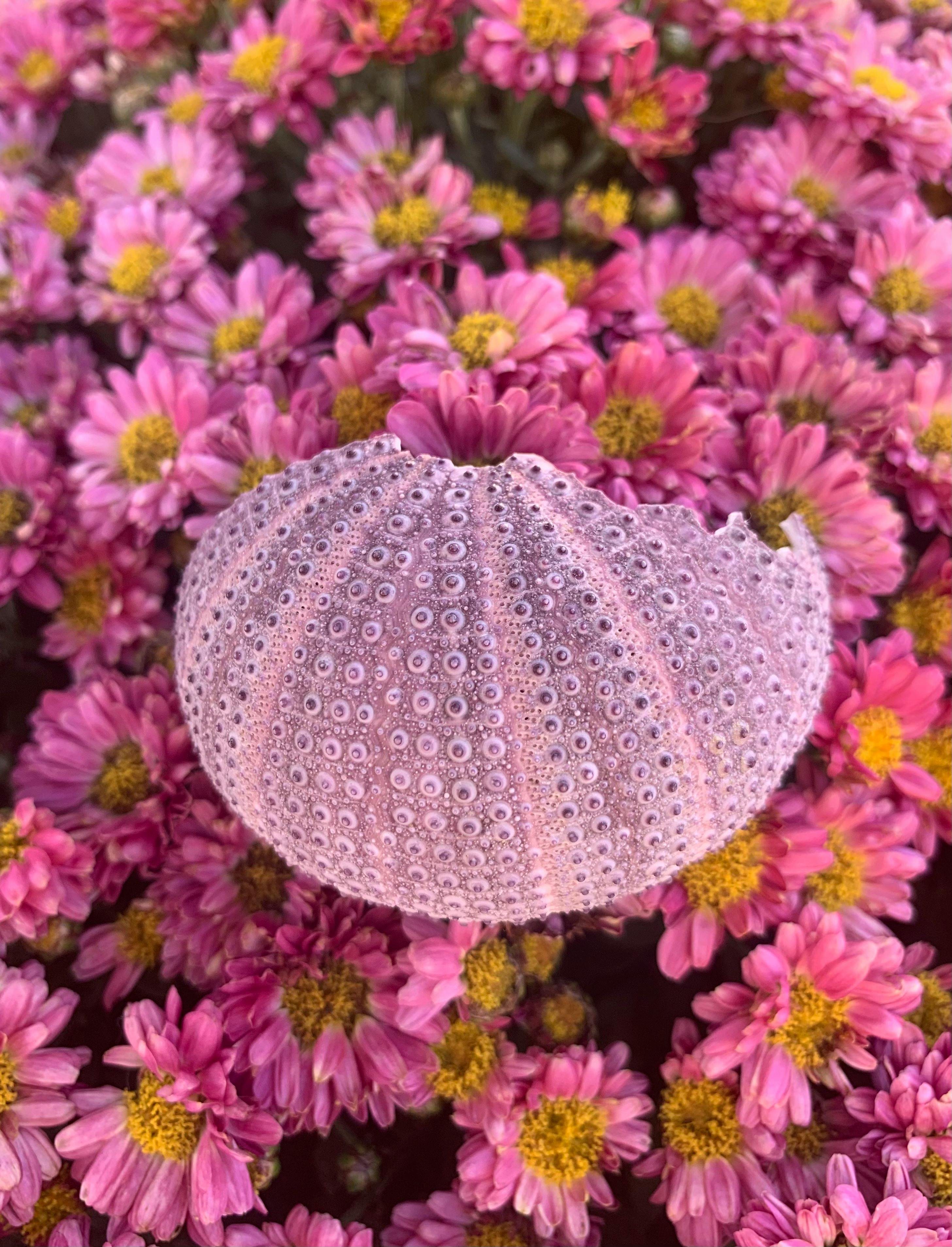 A pink sea urchin is sitting in a field of flowers · Free Stock Photo