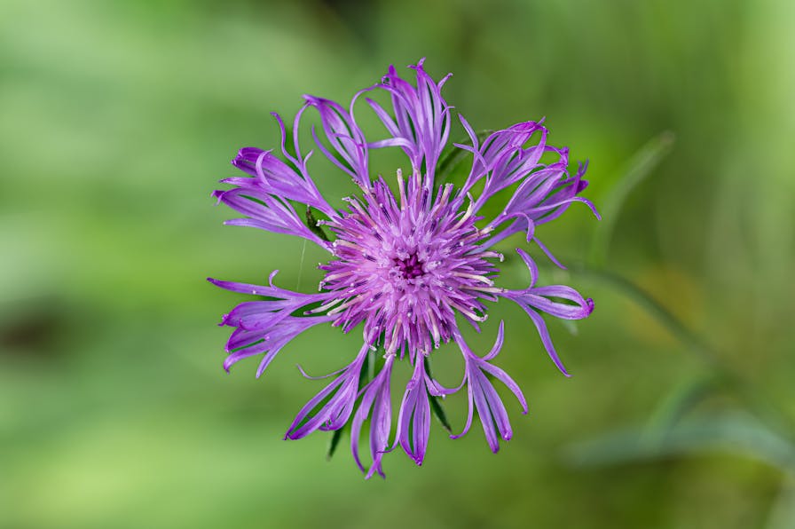 Grow Centaurea Montana Seeds: Simple Planting & Care Tips