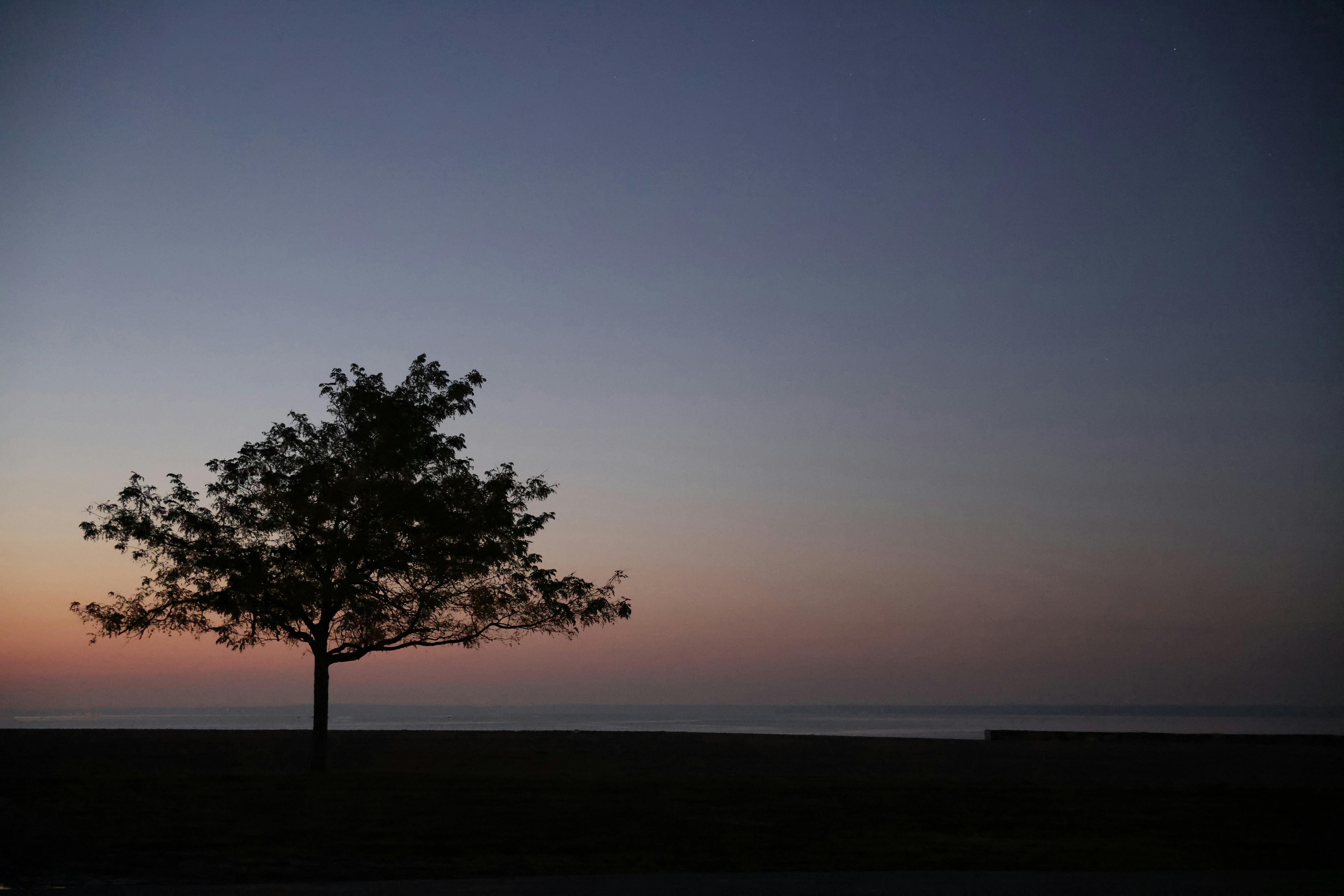 A Tree at Dusk · Free Stock Photo