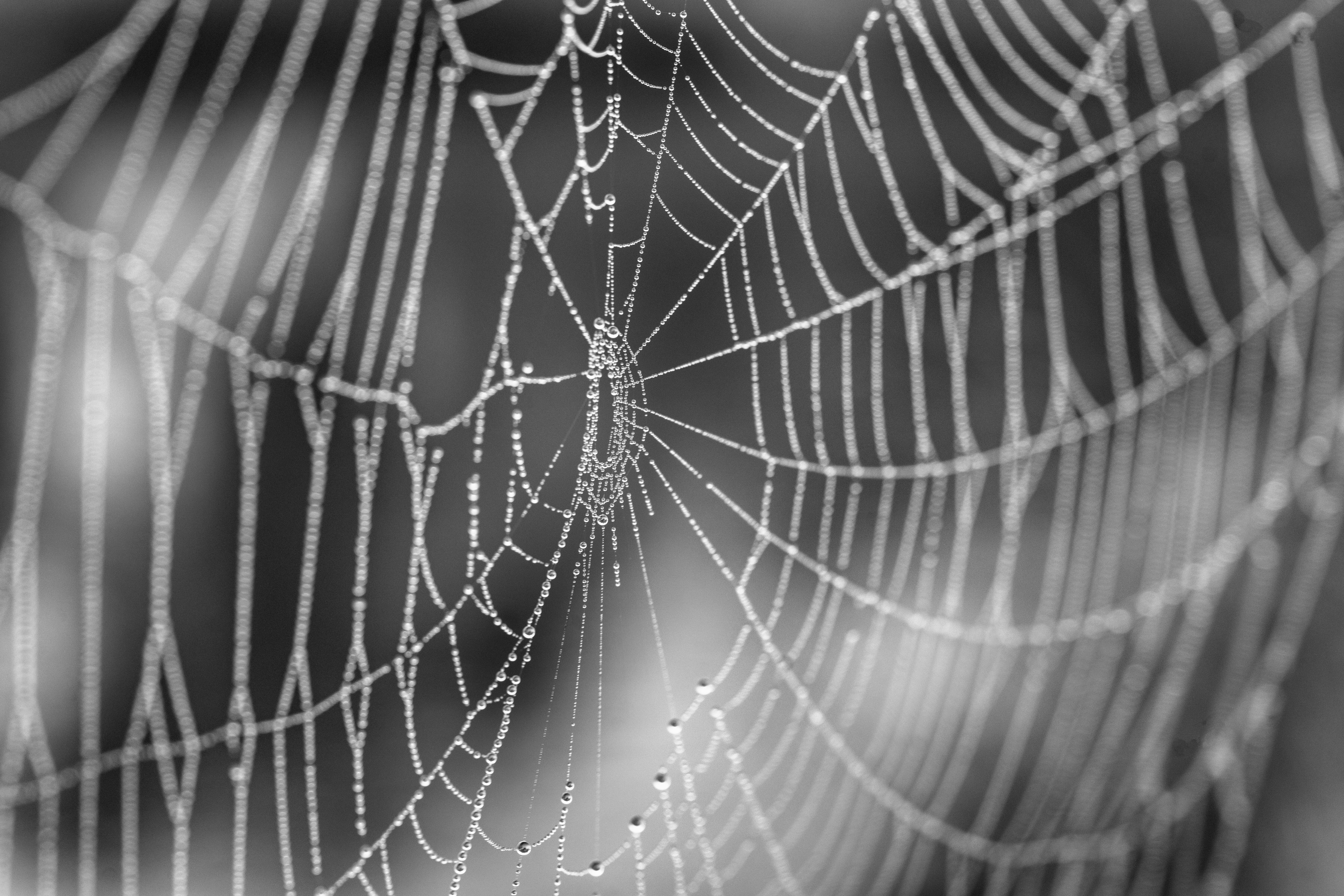 Spider Web · Free Stock Photo