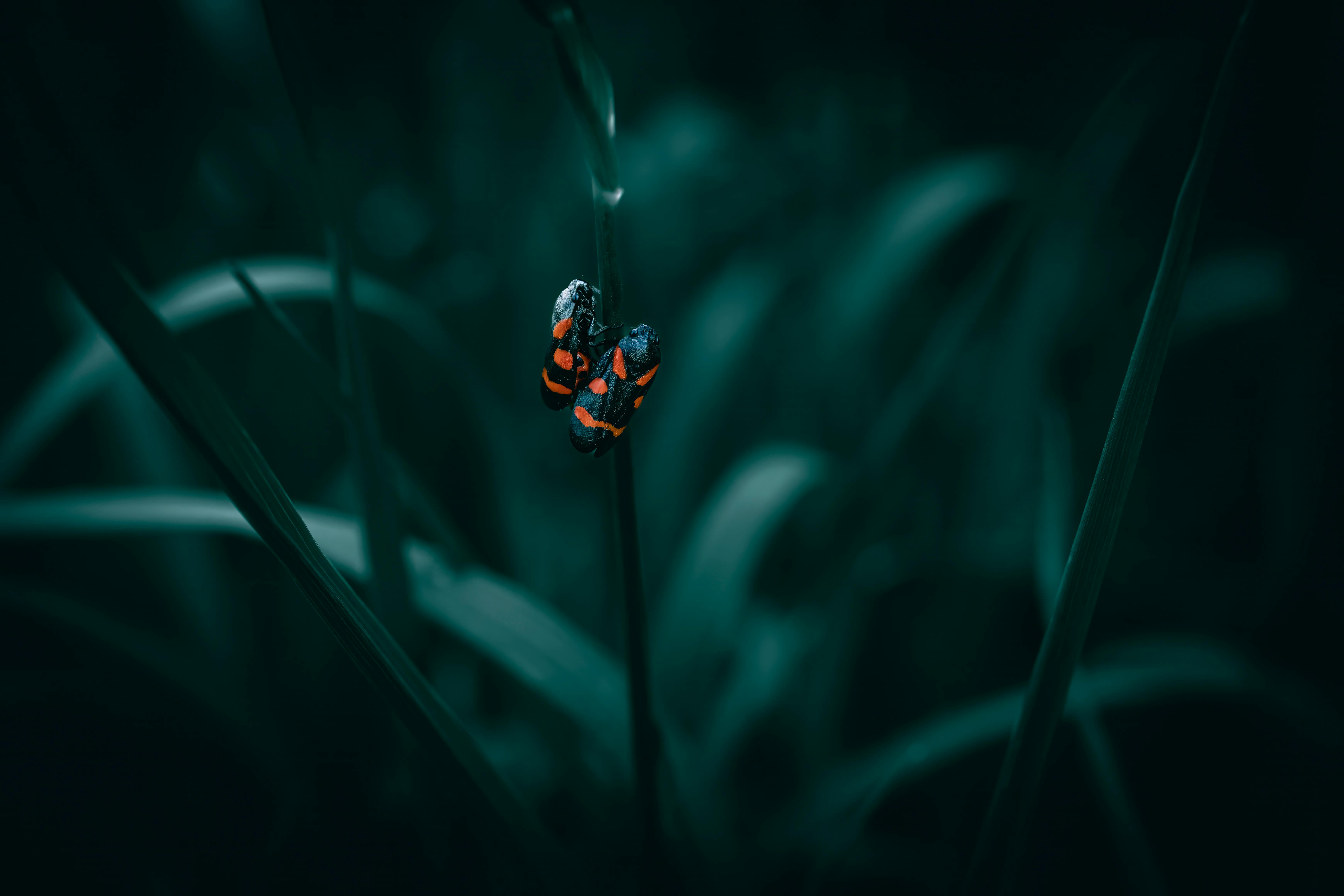 A close up of two black and red bugs on a sheath of grass on a meadow ...