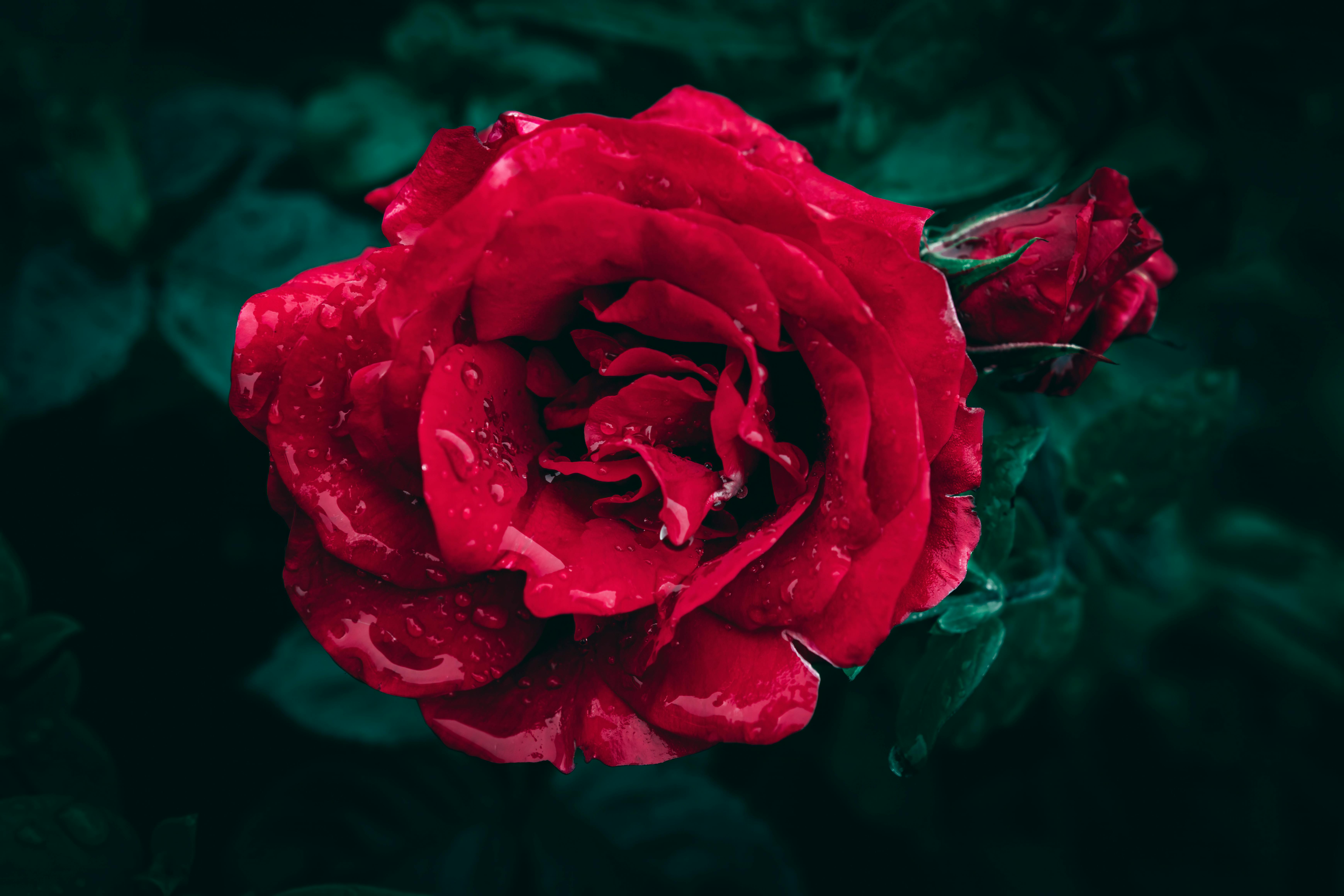 Red Rose · Free Stock Photo