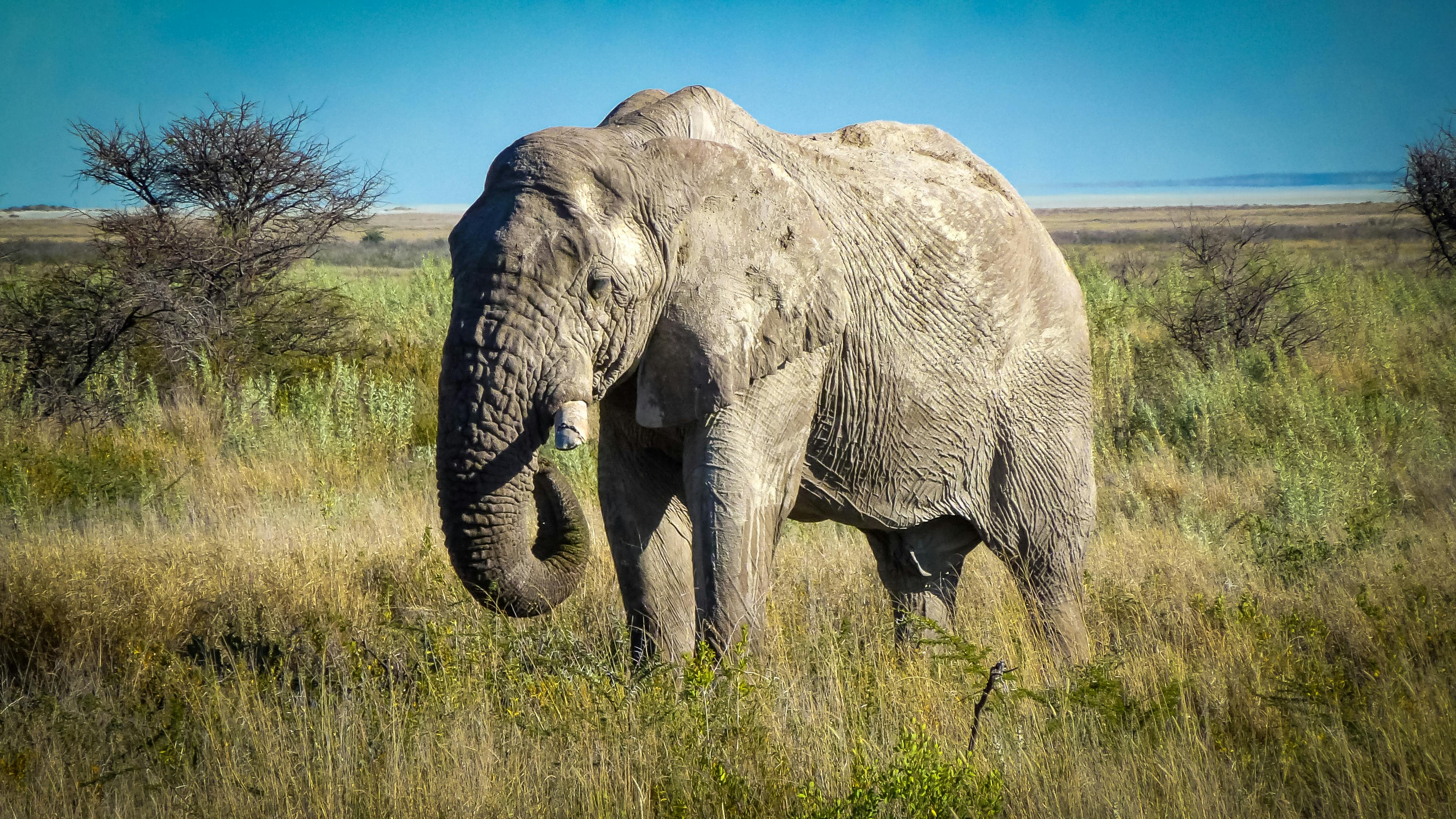 Grey Black Elephant on Green Grass Field · Free Stock Photo