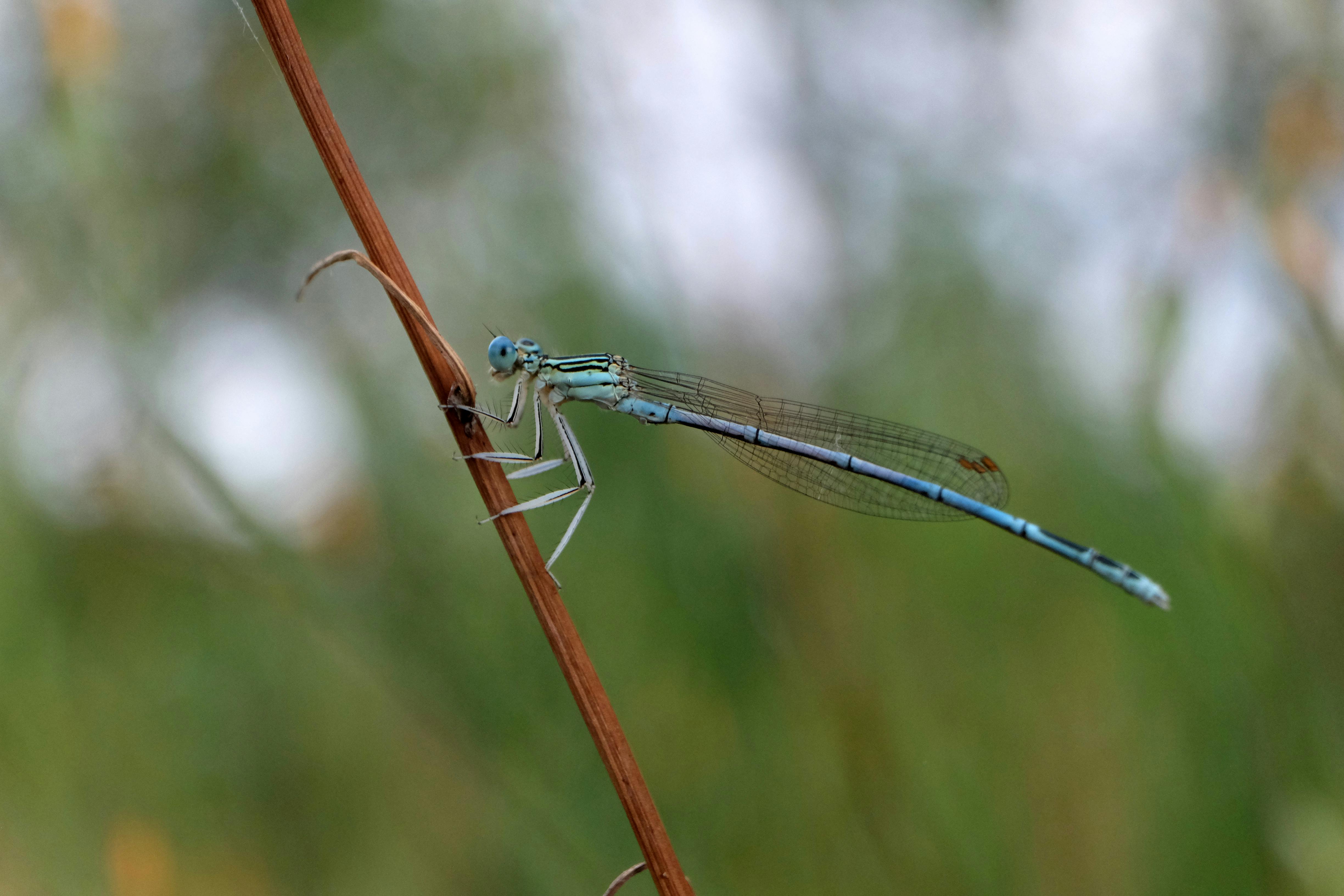 Foto de stock gratuita sobre al aire libre, alas, artrópodo, asas de ...