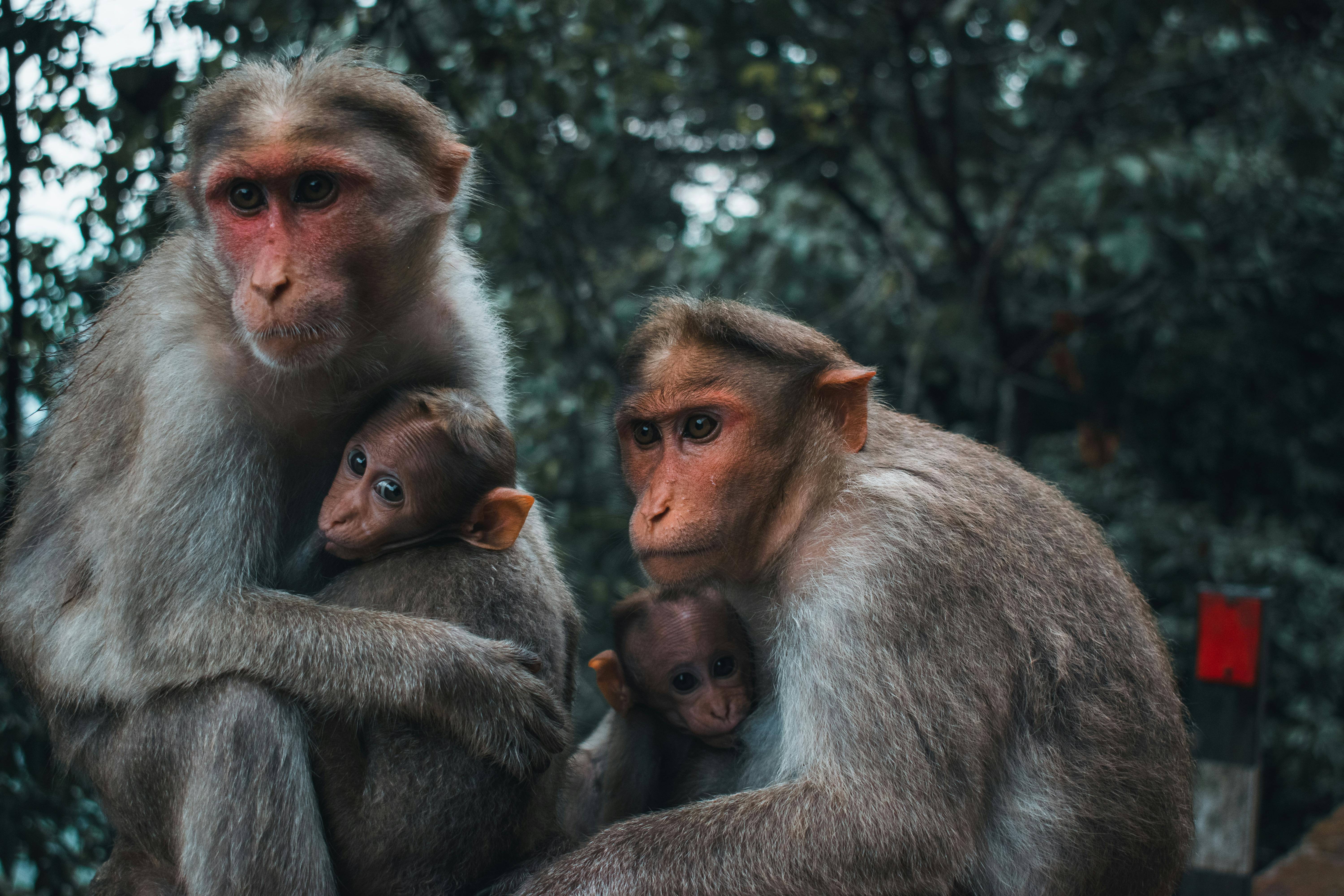 A Group of Monkeys Sitting Close Together · Free Stock Photo